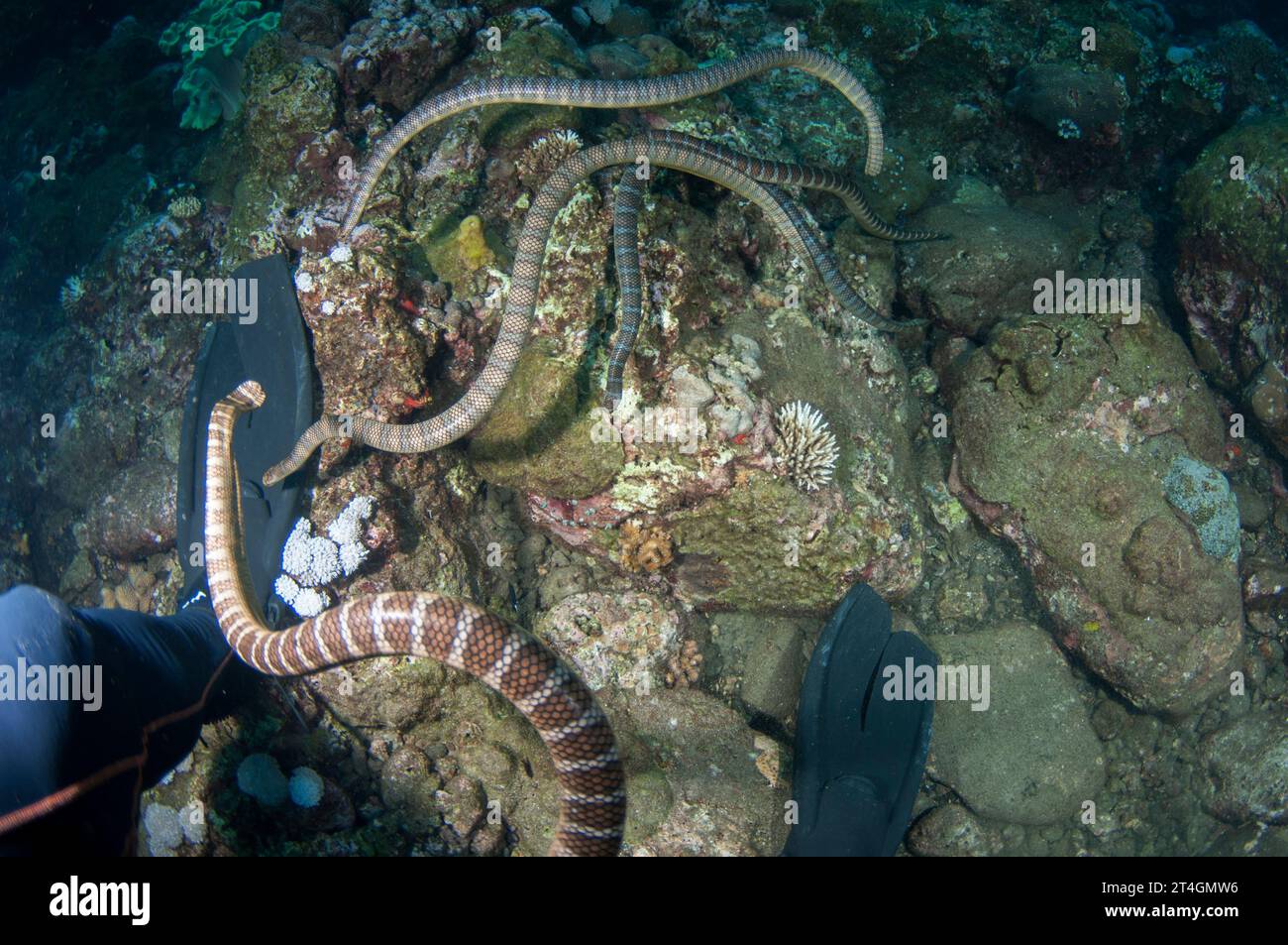 Nest of mating Chinese Sea Snake, Laticauda semifasciata, with diver ...