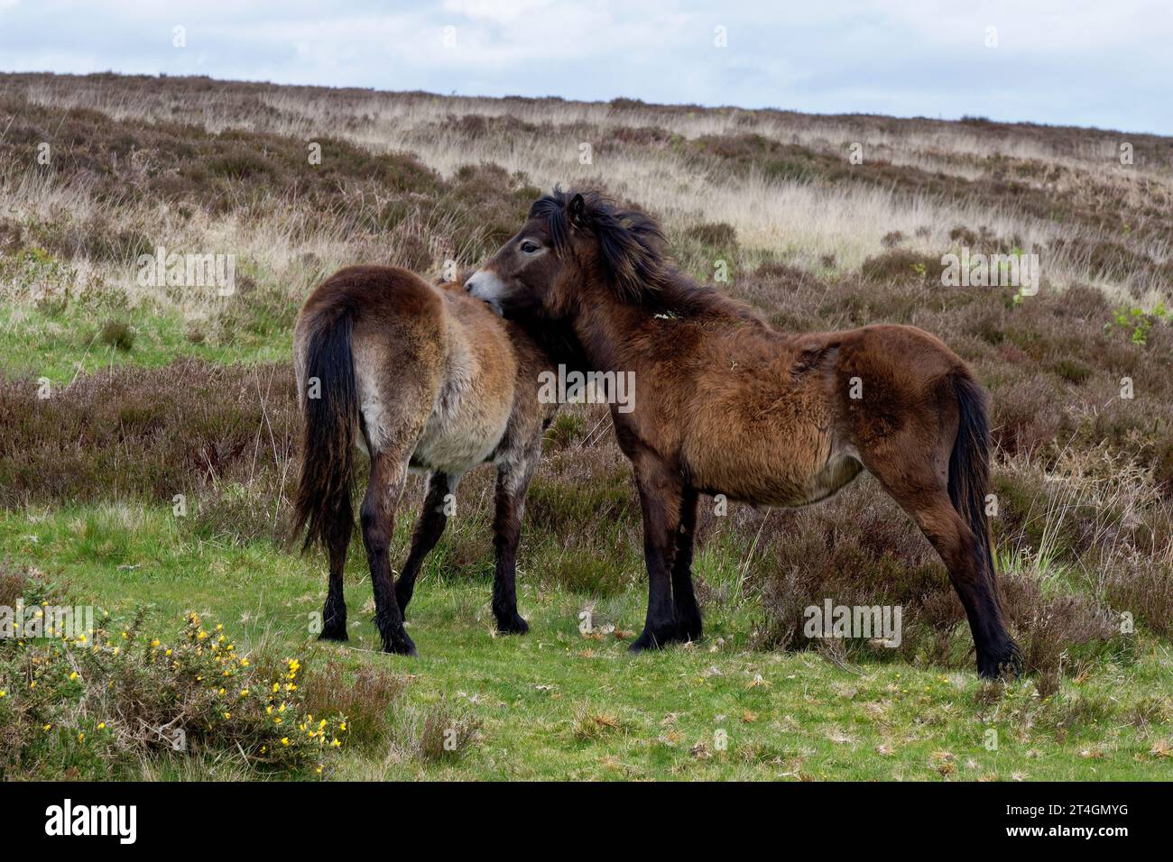 Two Exmoor Ponies, Exmoor, Somerset Stock Photo - Alamy