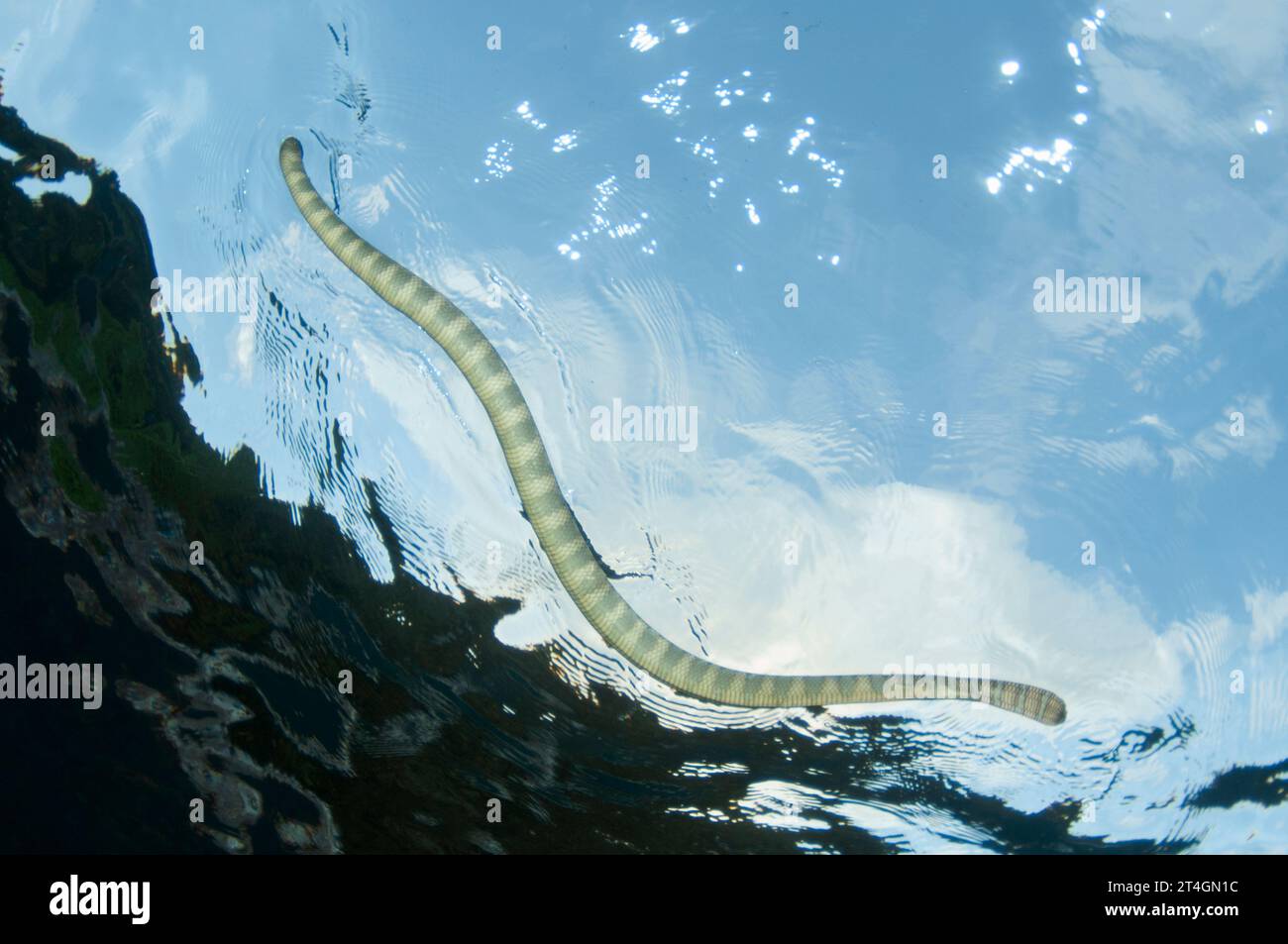 Chinese Sea Snake, Laticauda semifasciata, at surface to breathe, Snake ...