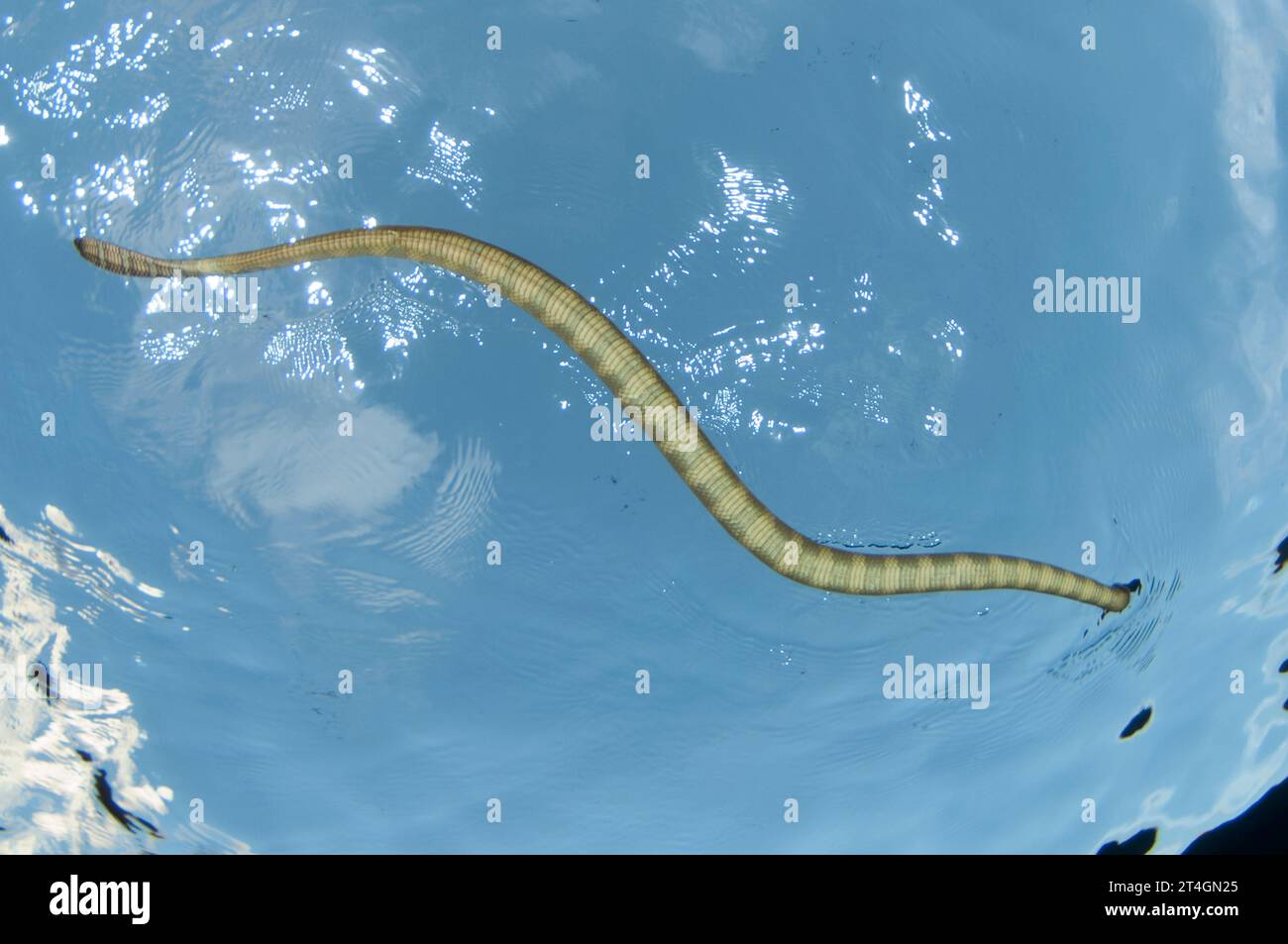 Chinese Sea Snake, Laticauda semifasciata, at surface to breathe, Snake ...