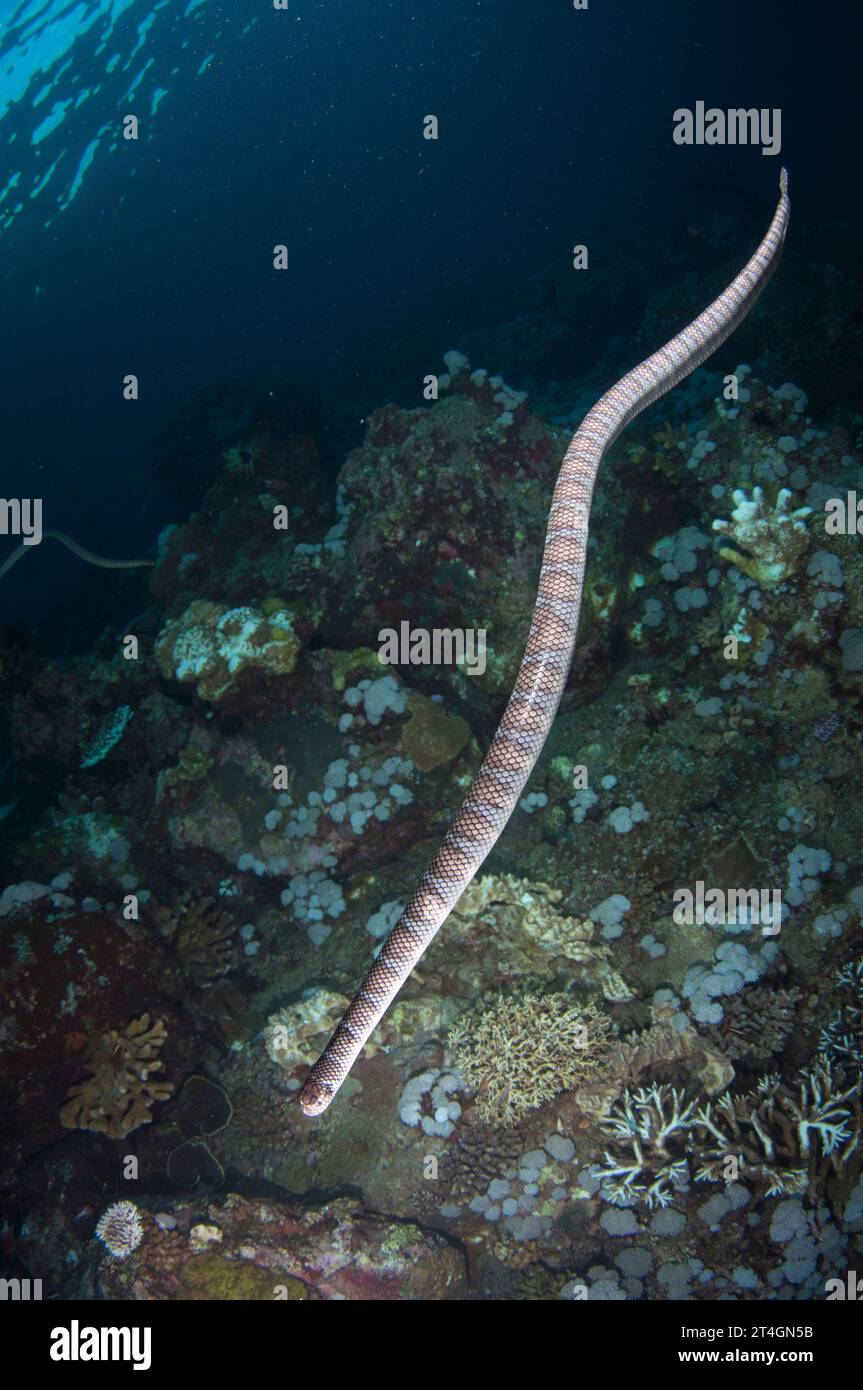 Chinese Sea Snake, Laticauda semifasciata, Snake Ridge dive site, Manuk ...