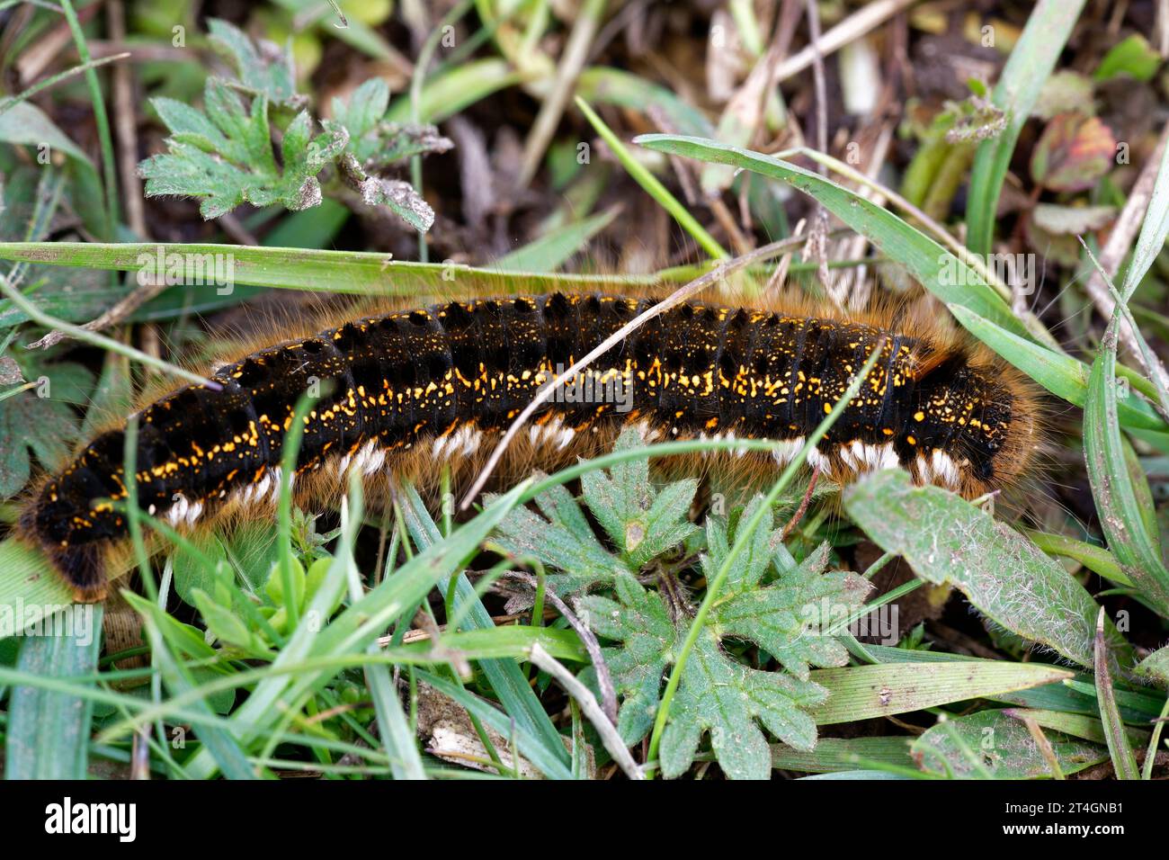 Drinker Moth Caterpillar - Philudoria potatoria Stock Photo - Alamy