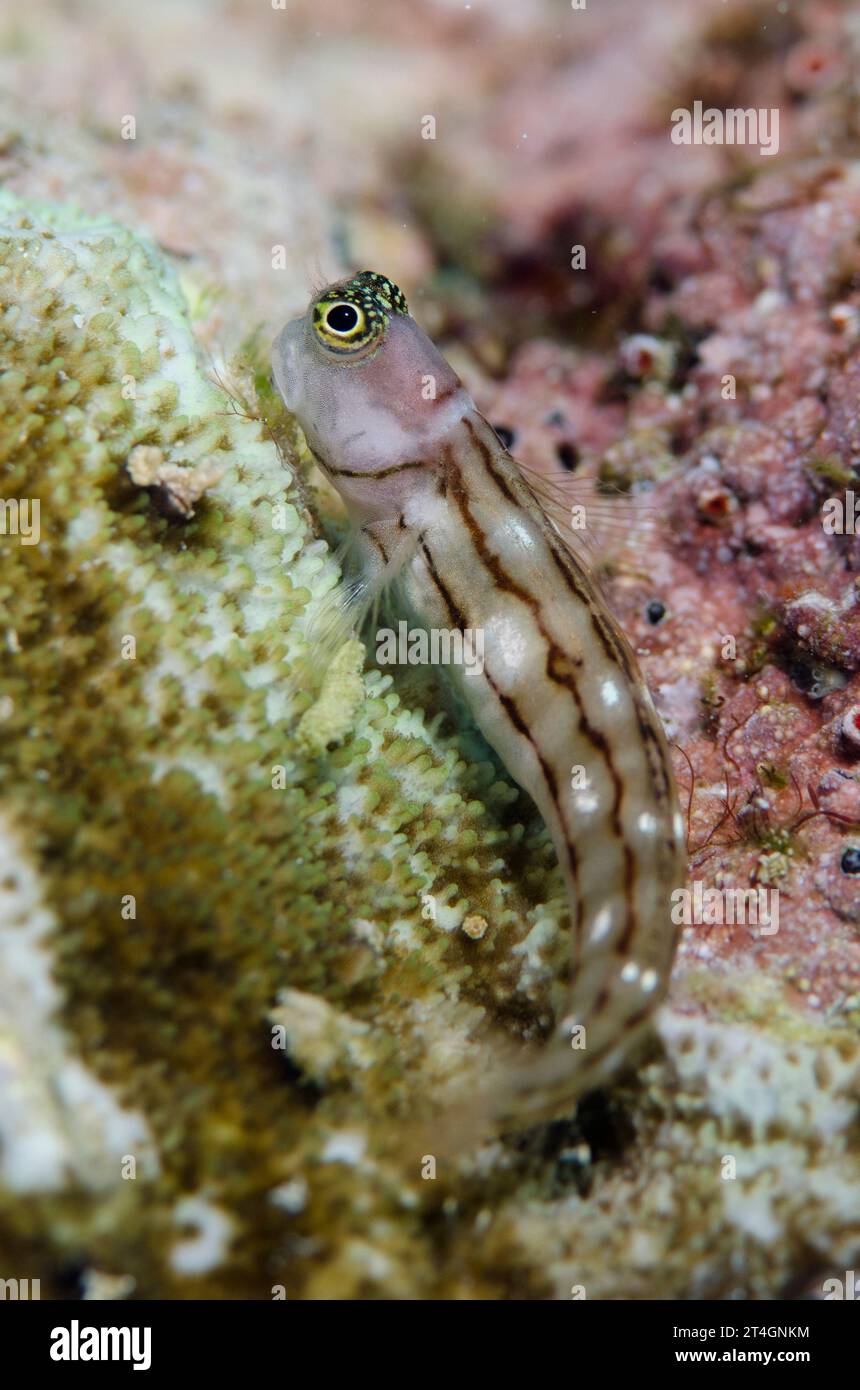 Three-lined Blenny, Ecsenius trilineatus, Tanjung Buton dive site ...