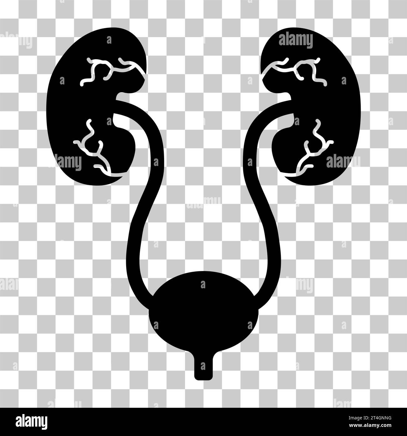 Urology health human icon, anatomy medical body bladder sign, biology ...