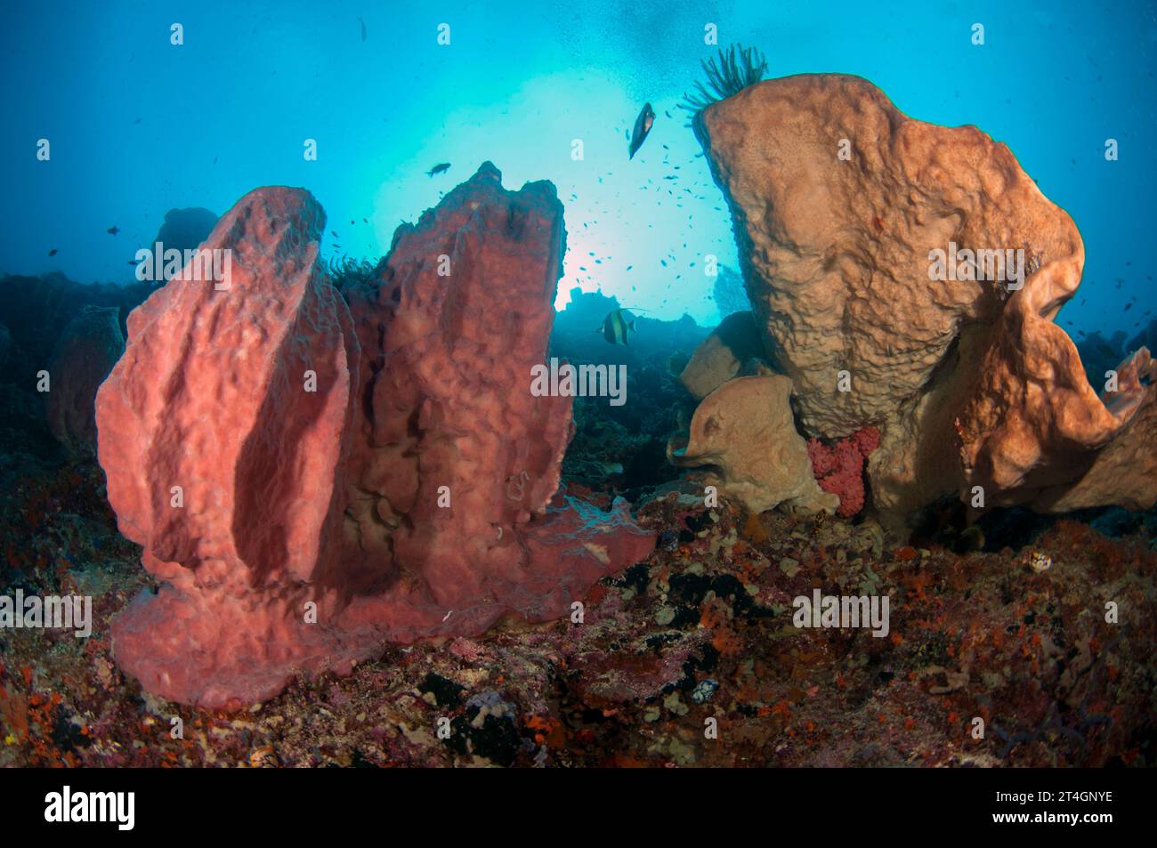 Barrel Sponge, Xestospongia testudinaria, and Ianthella Sponge ...