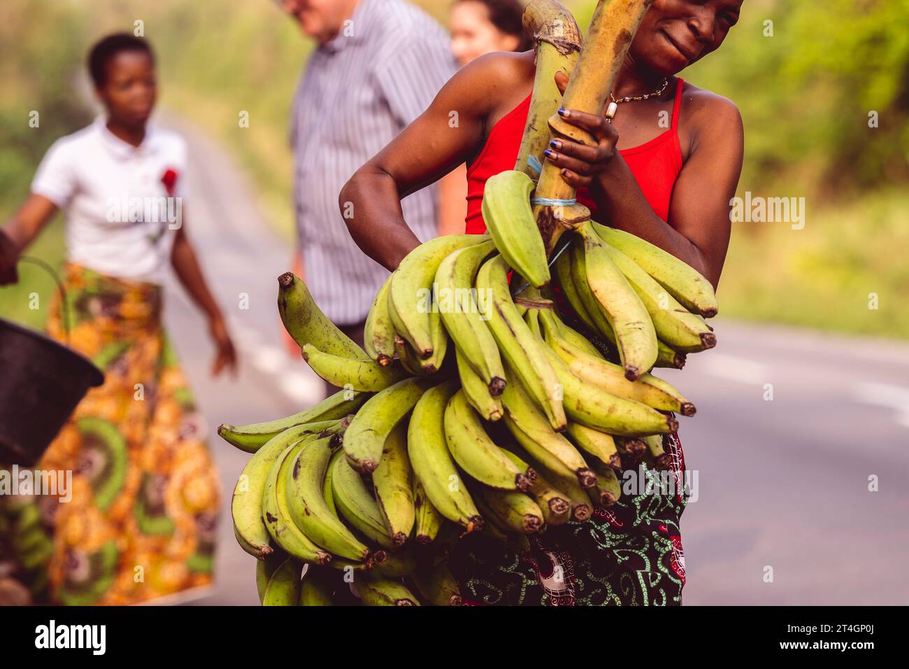 A group of people carrying a large bundle of bananas down a country ...