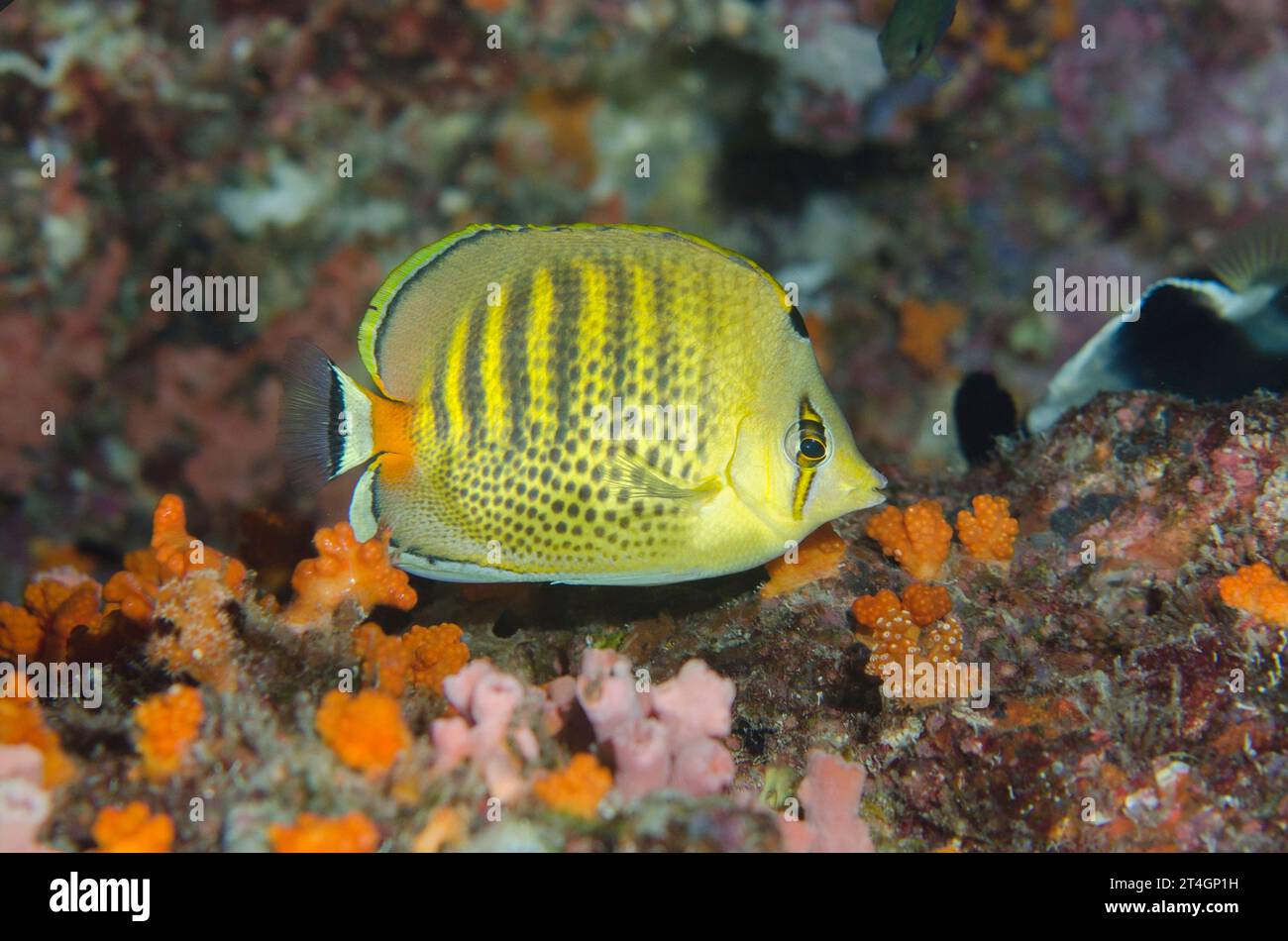 Spot-Banded Butterflyfish, Chaetodon punctatofasciatus, Pohon Miring ...