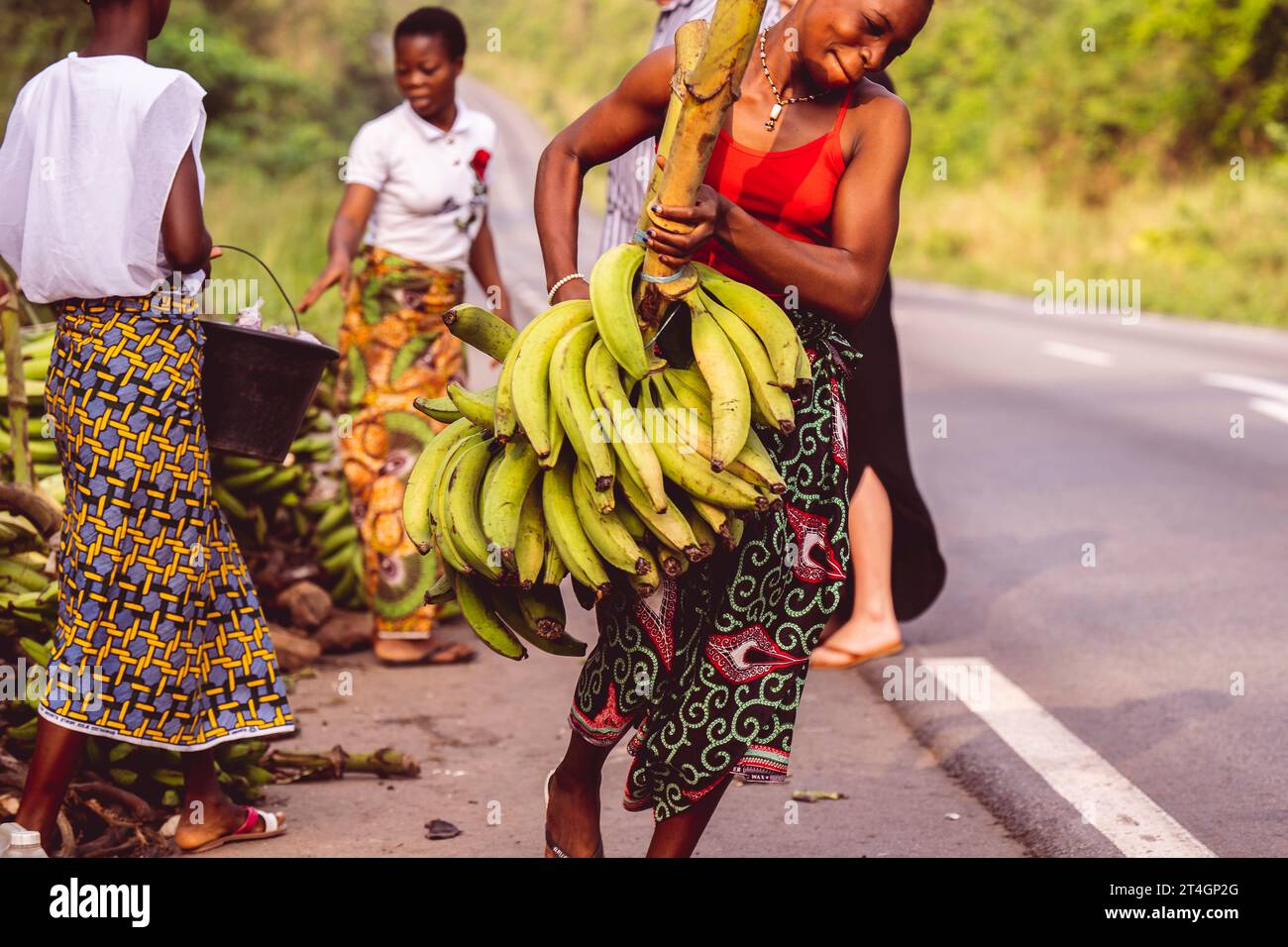 A group of people carrying a large bundle of bananas down a country ...