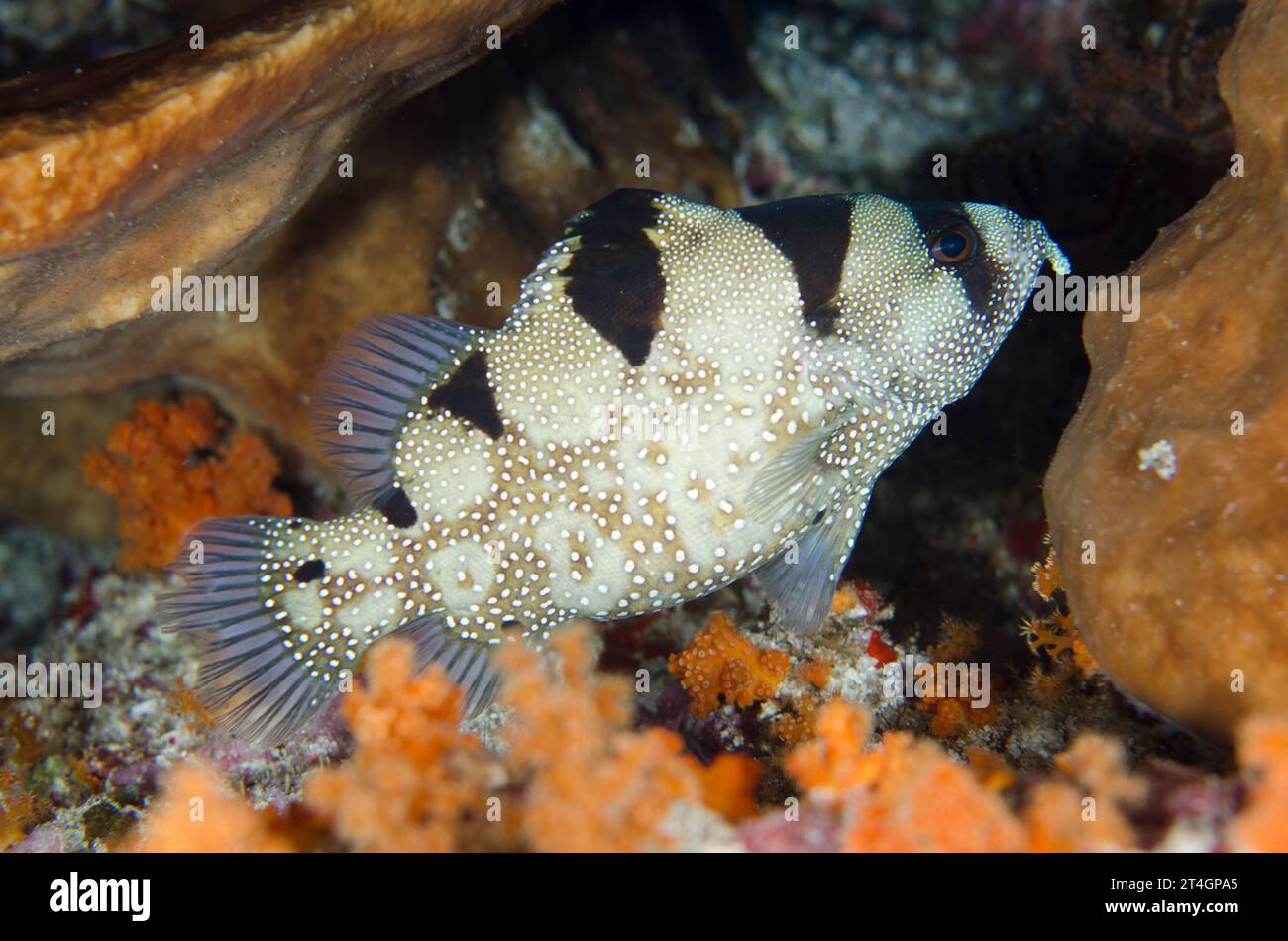 Spotted Soapfish, Pogonoperca punctata, Batu Kapal dive site, Pulau ...