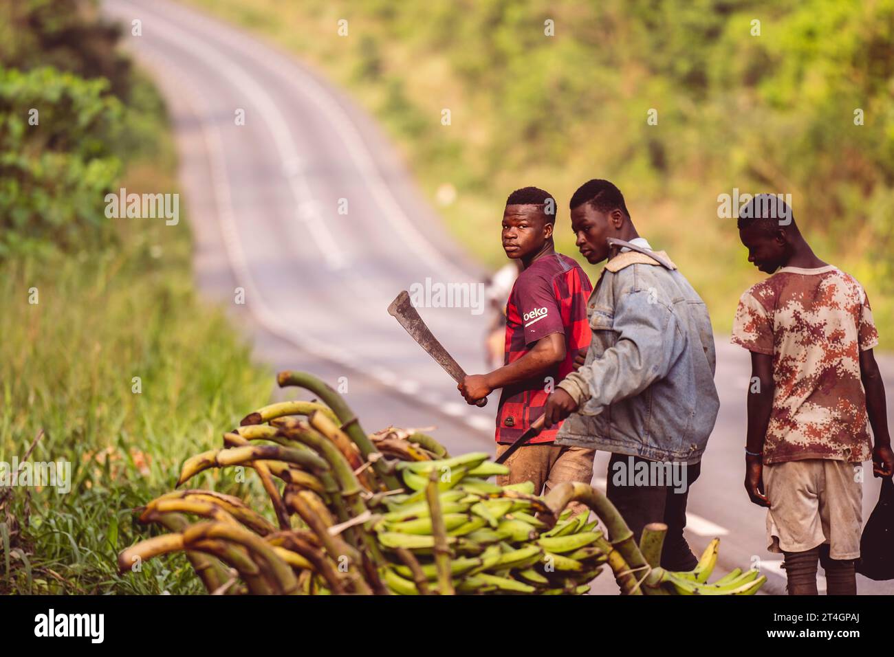 A group of people carrying a large bundle of bananas down a country ...