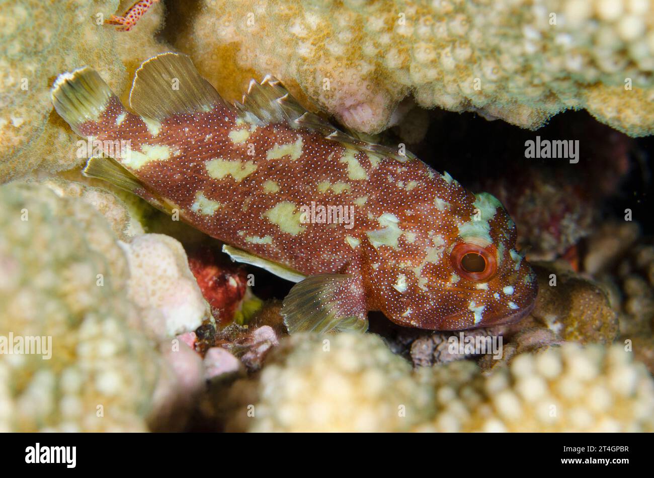 Yellow-spotted Scorpionfish, Sebastapistes cyanostigma, in coral, Batu ...