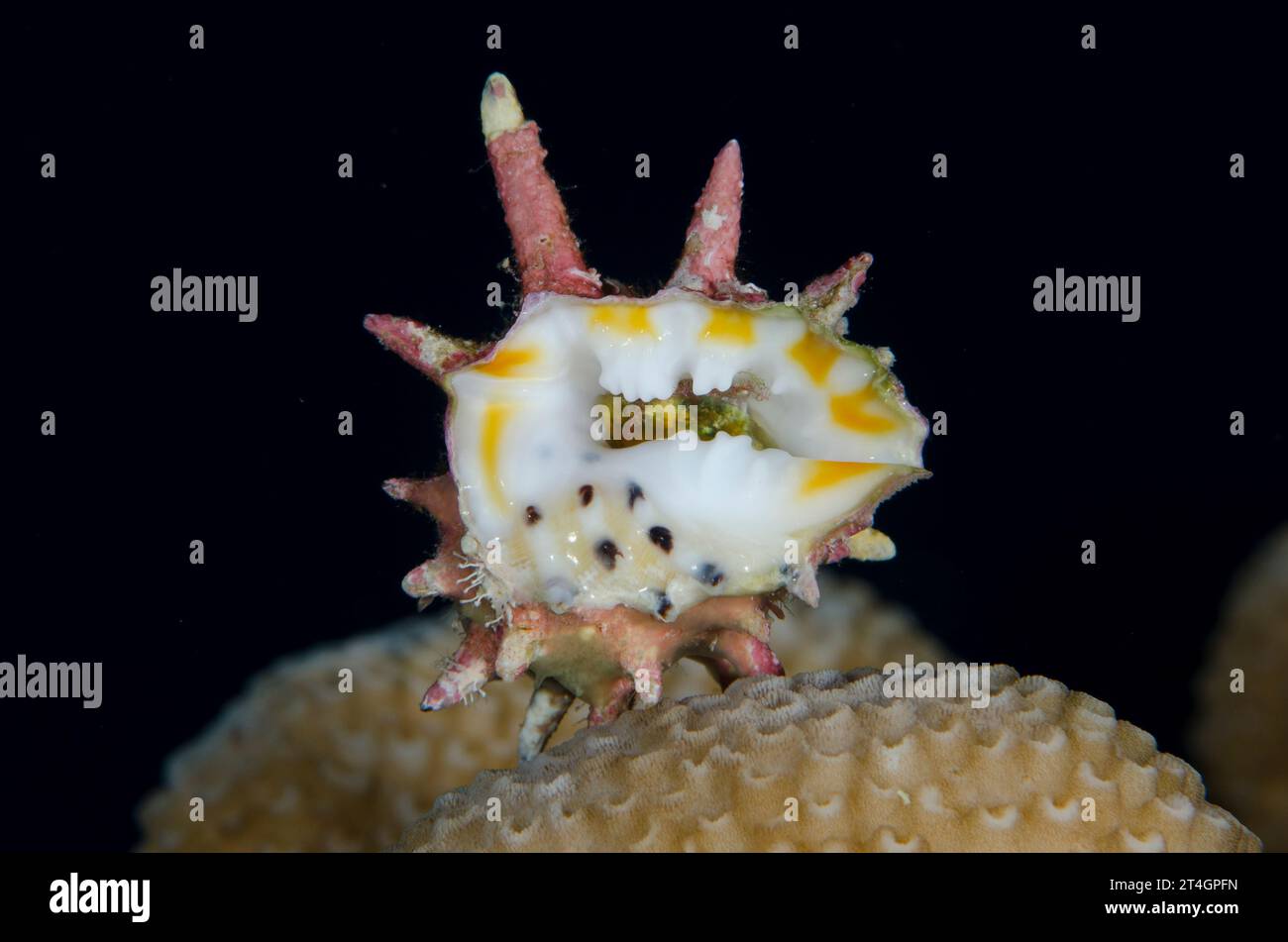 Sea Snail, Drupa sp, Suanggi Island dive site, Banda Islands, Indonesia ...