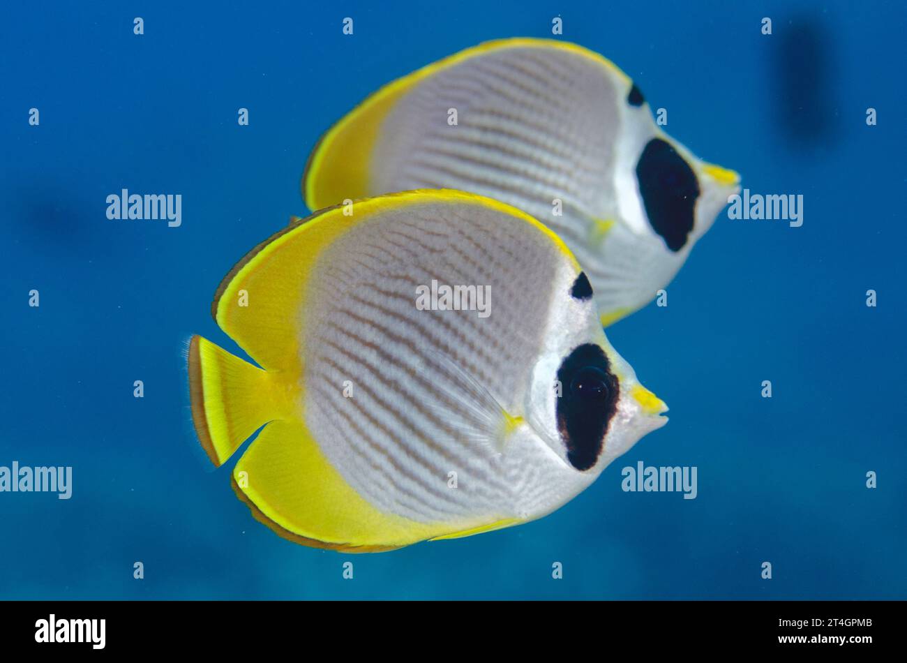 Pair of Panda Butterflyfish, Chaetodon adiergastos, Suanggi Island dive ...
