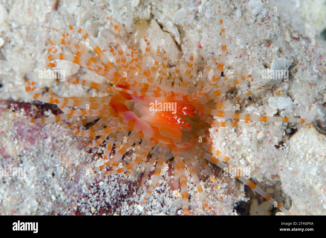 Banded Fileclam, Limaria sp, Suanggi Island dive site, Banda Islands ...