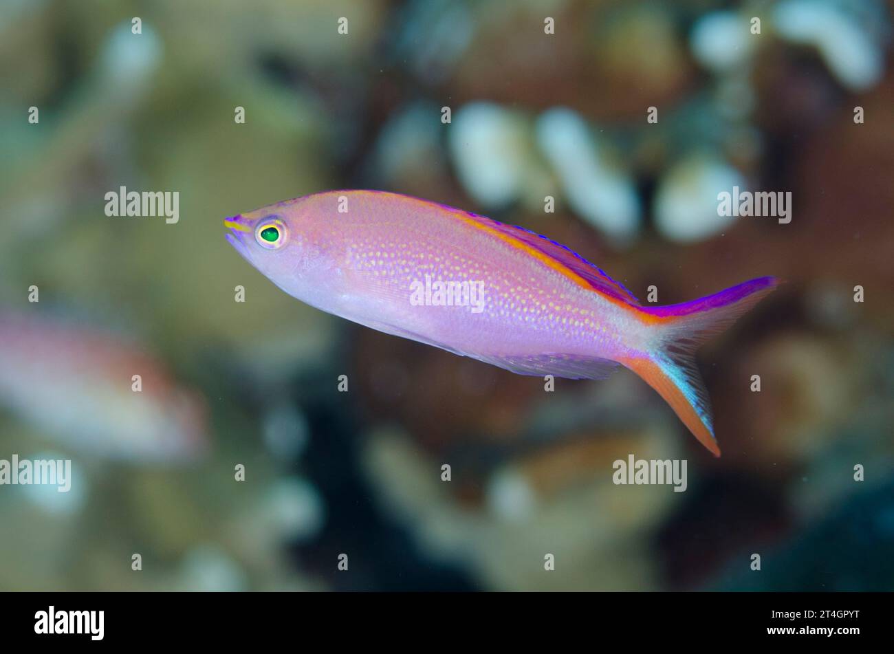 Princess Anthias, Pseudanthias smithvanizi, Suanggi Island dive site ...