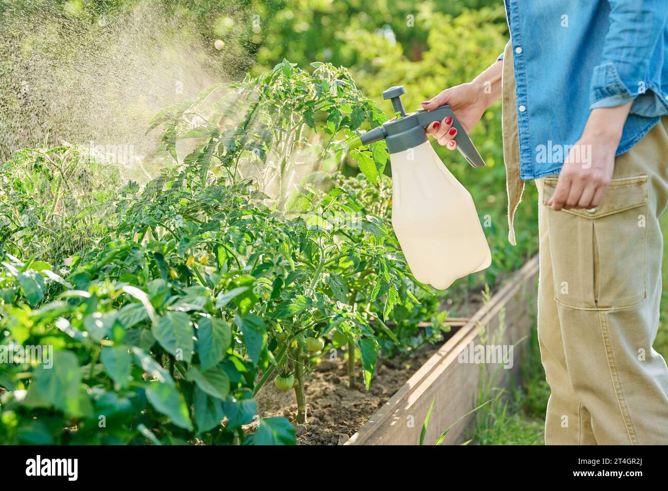 Gardener woman with spray gun spraying tomato plants in garden Stock ...