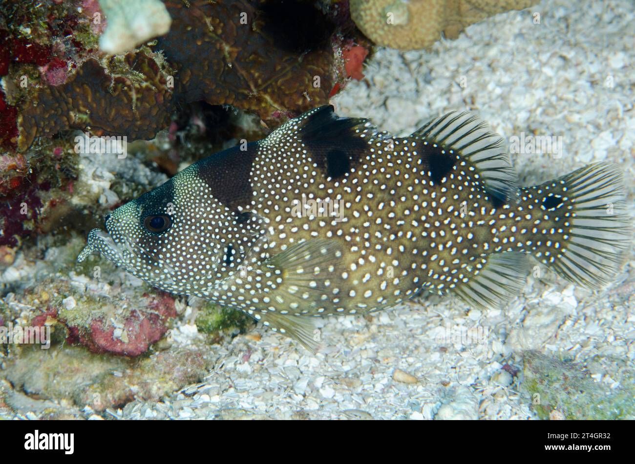 Spotted Soapfish, Pogonoperca punctata, Suanggi Island dive site, Banda ...