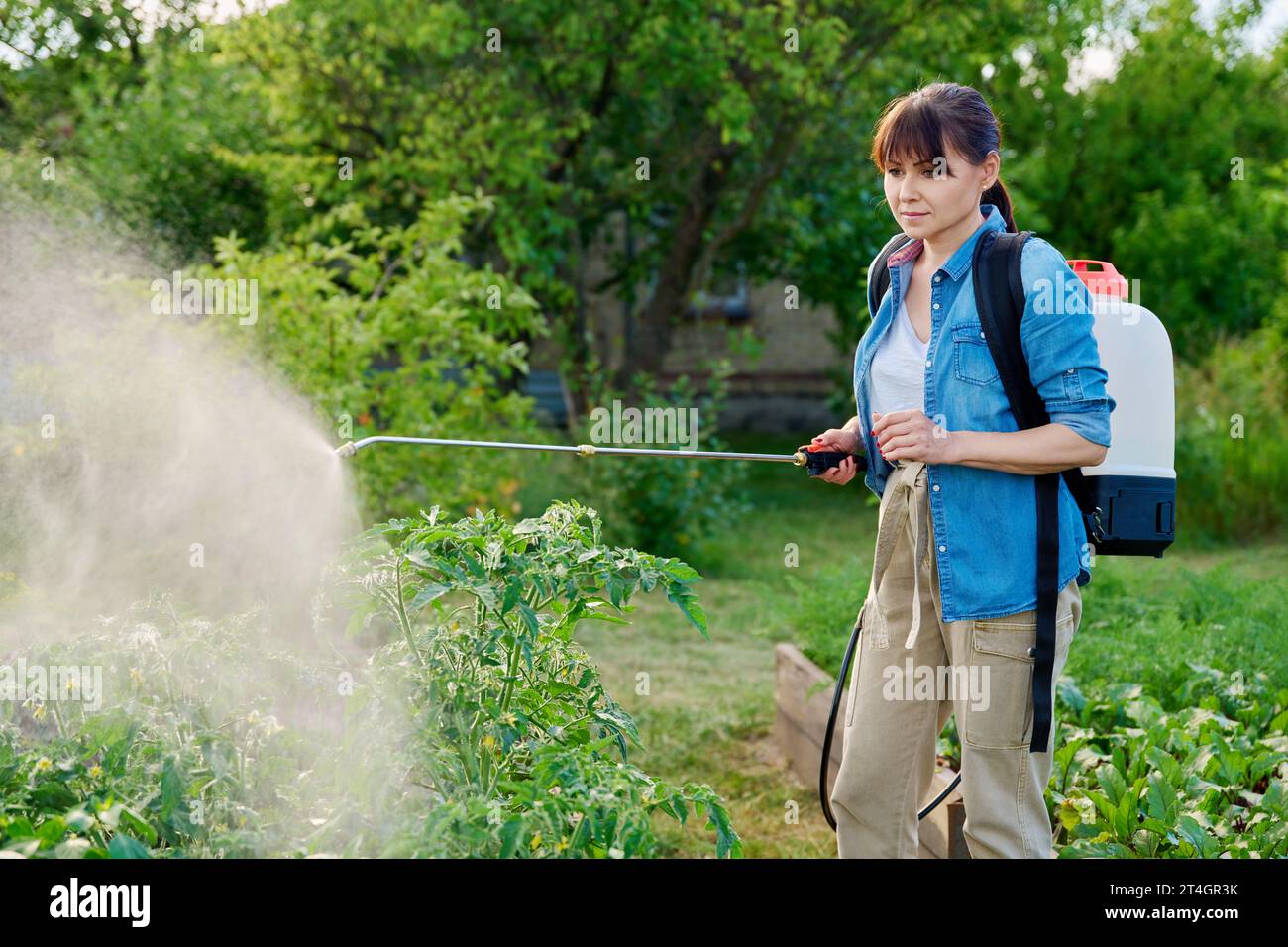 Gardener woman with spray backpack spraying tomato plants in garden ...