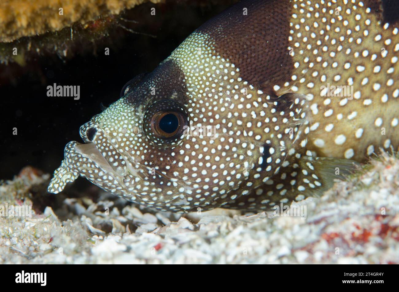 Spotted Soapfish, Pogonoperca punctata, Suanggi Island dive site, Banda ...
