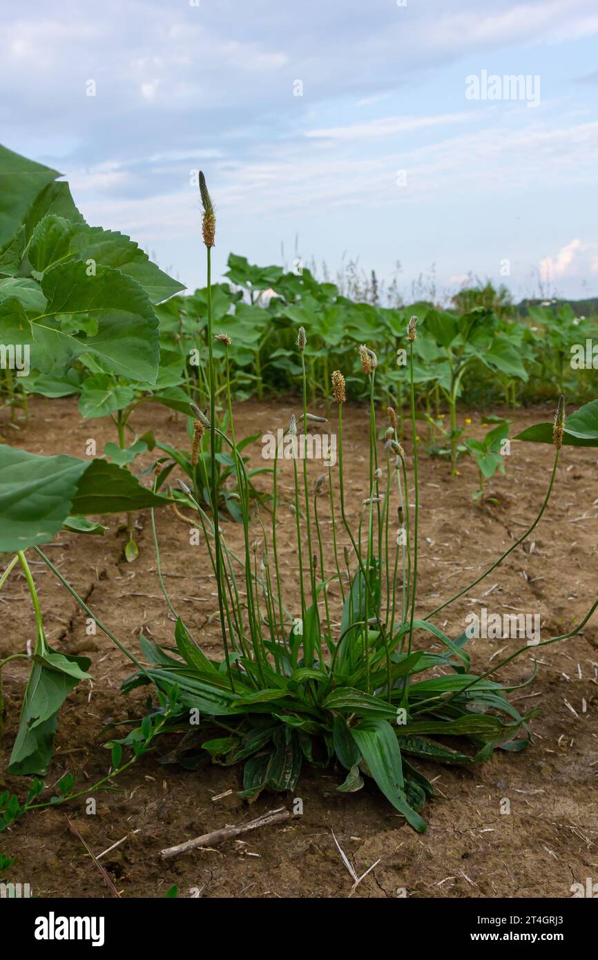 Ribwort plantain Plantago lanceolata. Medicinal plants in the garden ...