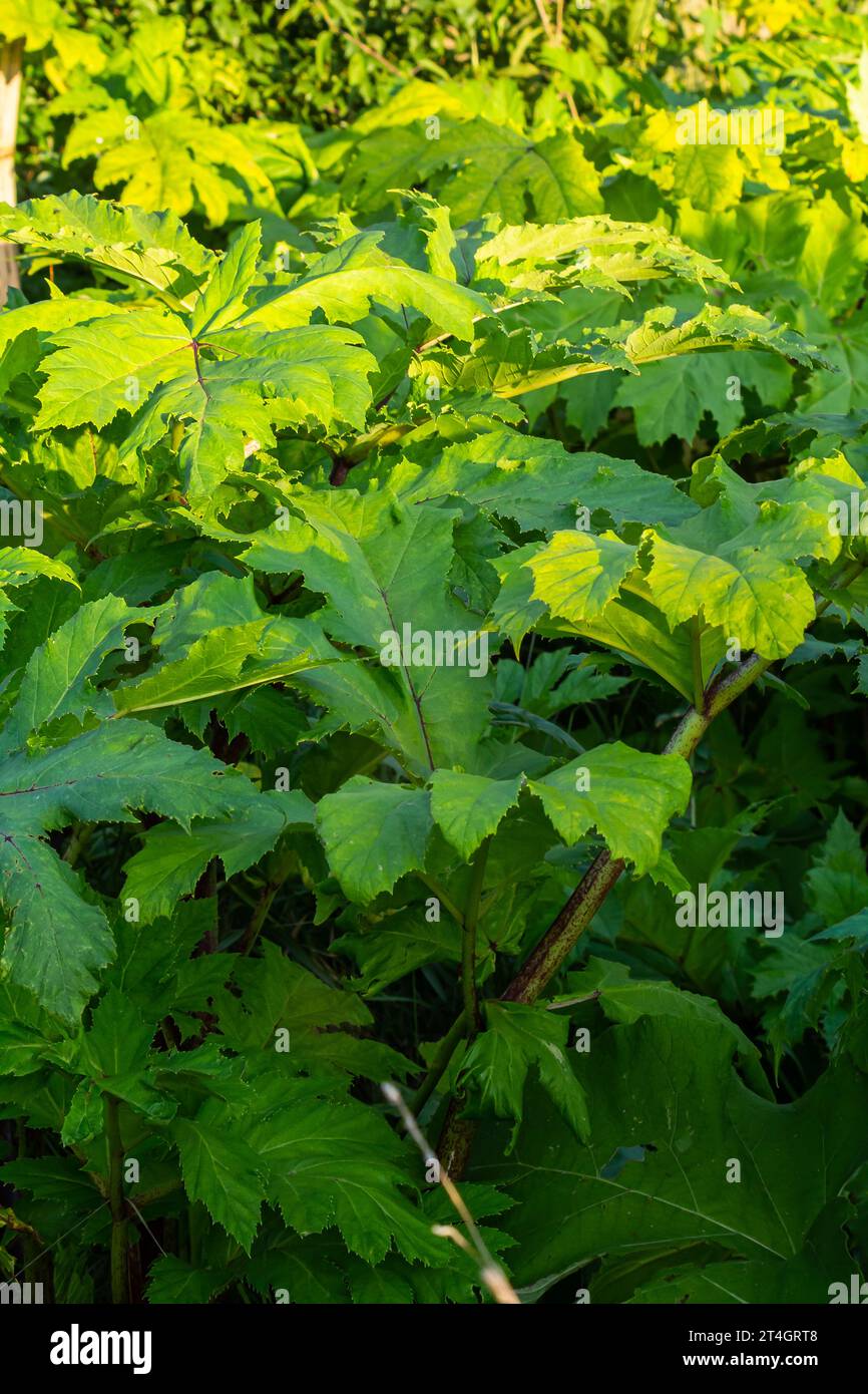 Heracleum sosnovskyi big poison plant blooming. Medicinal plant Common ...