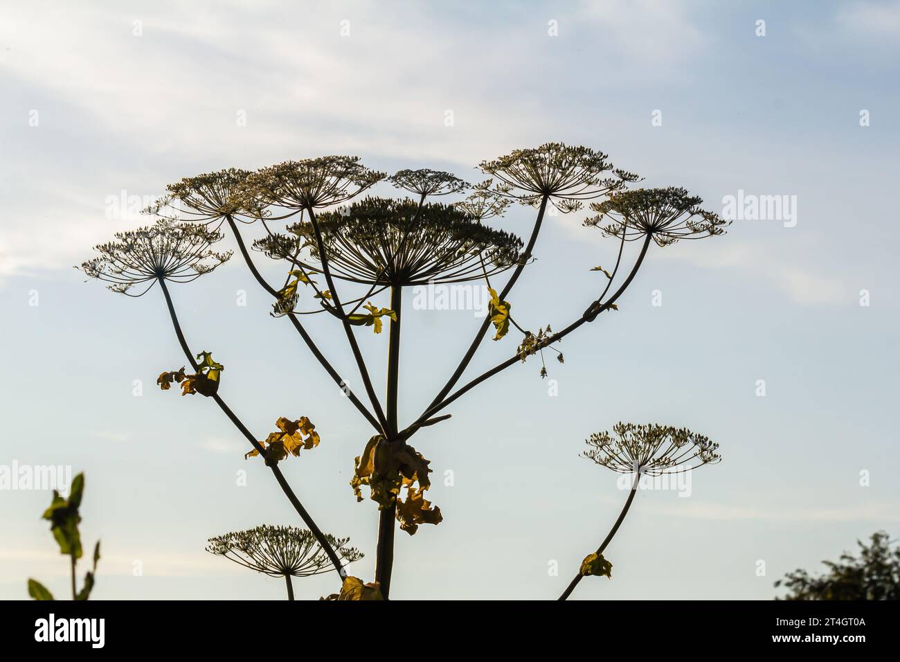 Heracleum sosnovskyi big poison plant blooming. Medicinal plant Common ...