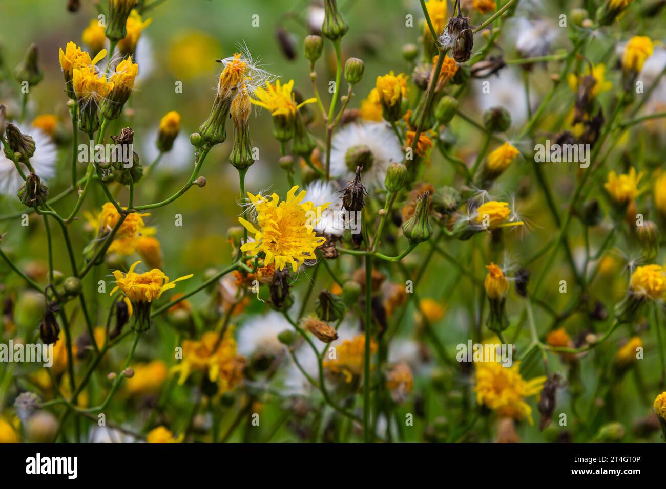 Rough Hawksbeard Crepis biennis plant blooming in a meadow Stock Photo ...