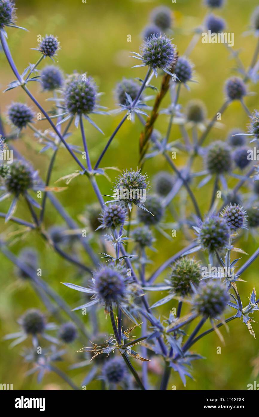 Holly lea hi-res stock photography and images - Alamy