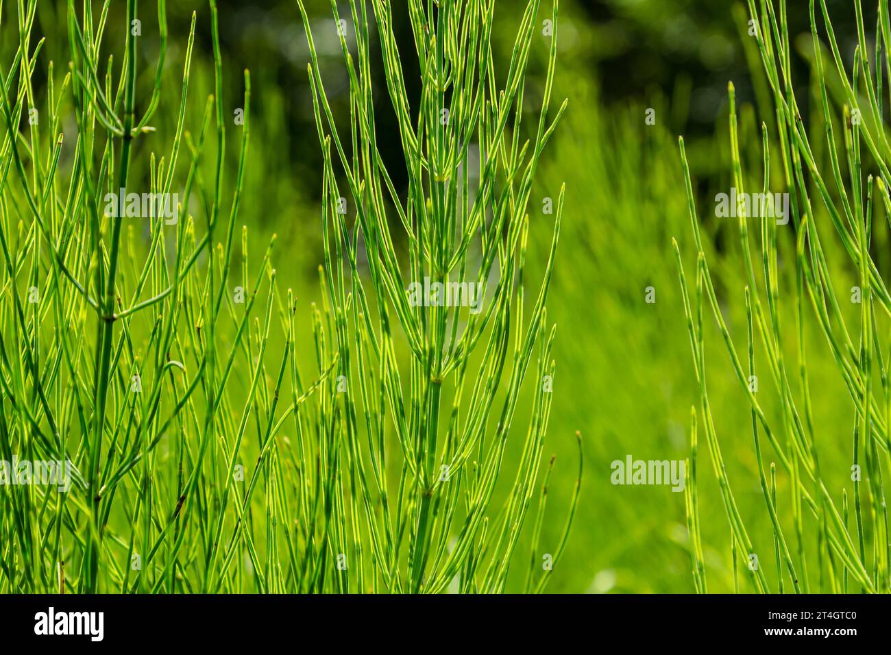 Selective focus green horsetail hi-res stock photography and images - Alamy