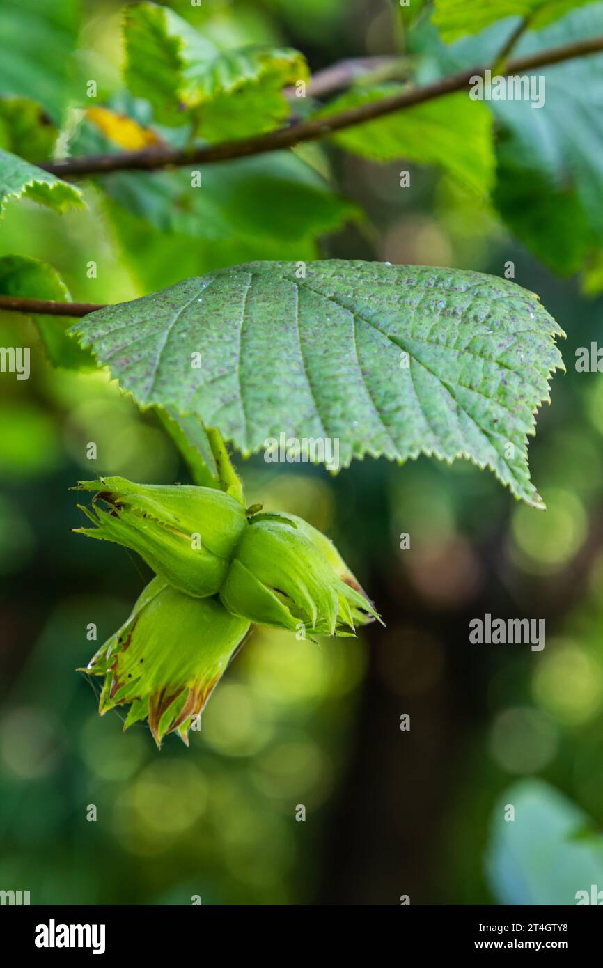 Hazel tree nuts hi-res stock photography and images - Alamy