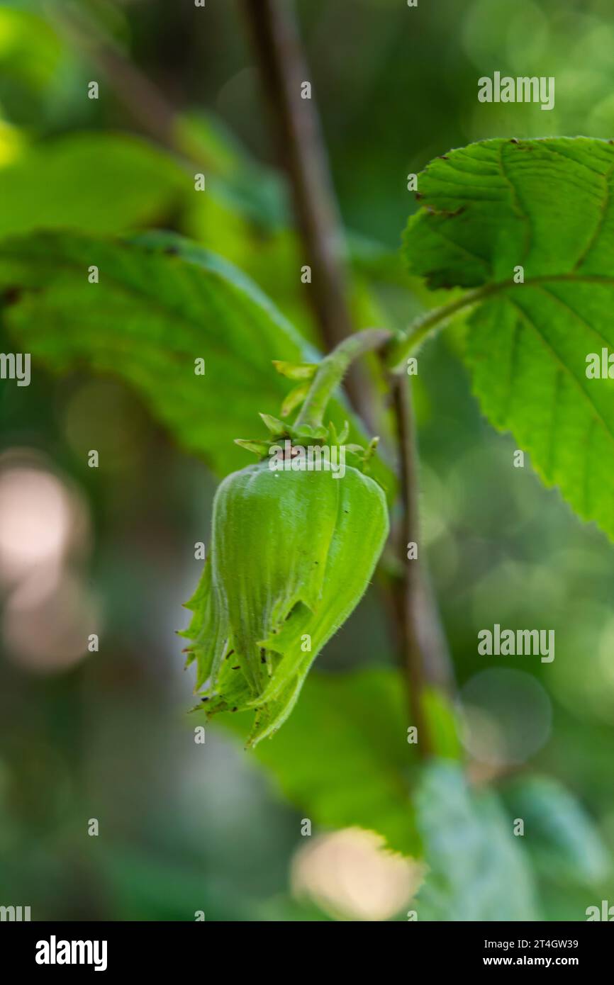 Young hazel, green hazelnut nuts, grow on a tree Stock Photo - Alamy