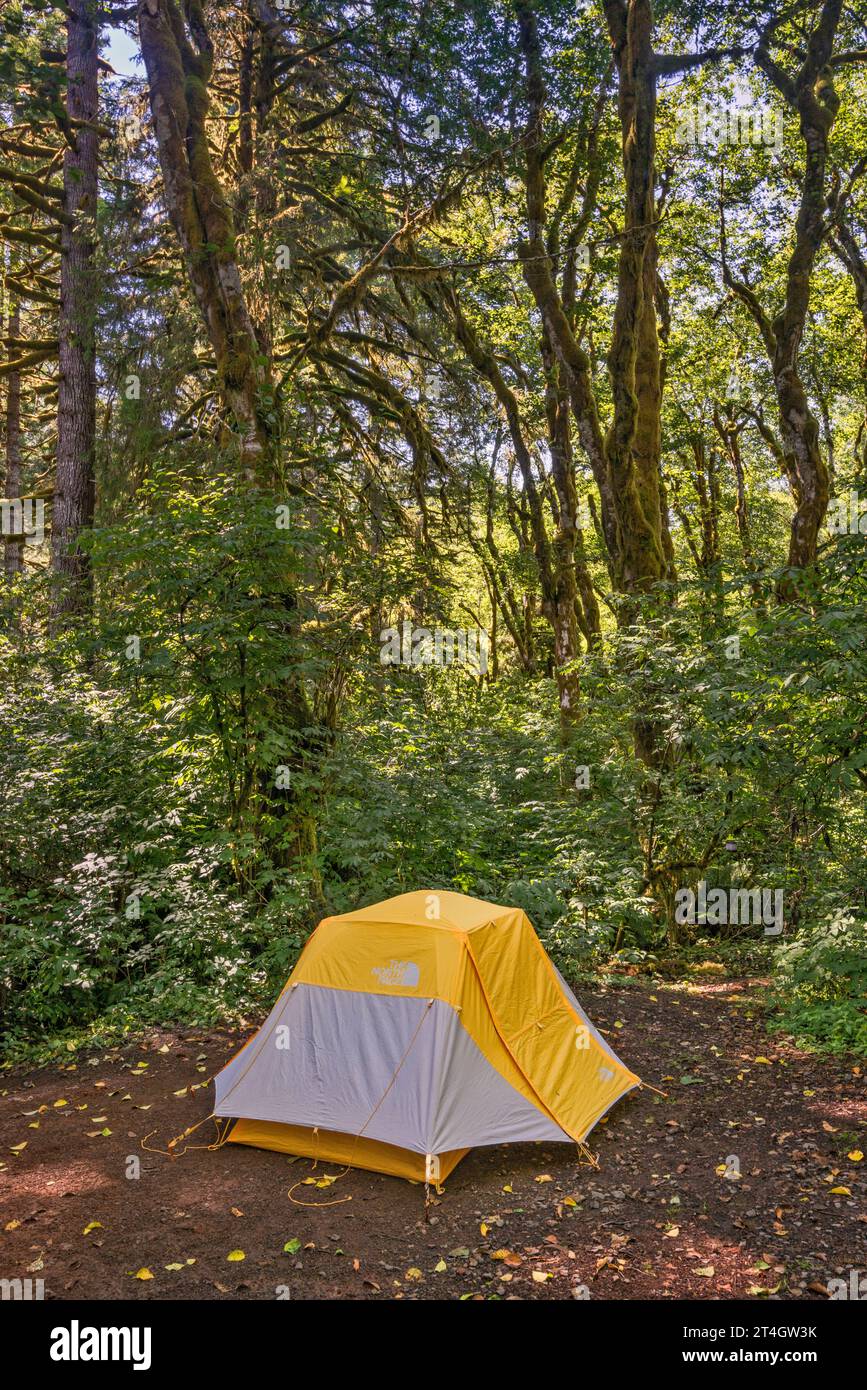 Red alder trees, tent at campsite, Hebo Lake Campground, Siuslaw ...