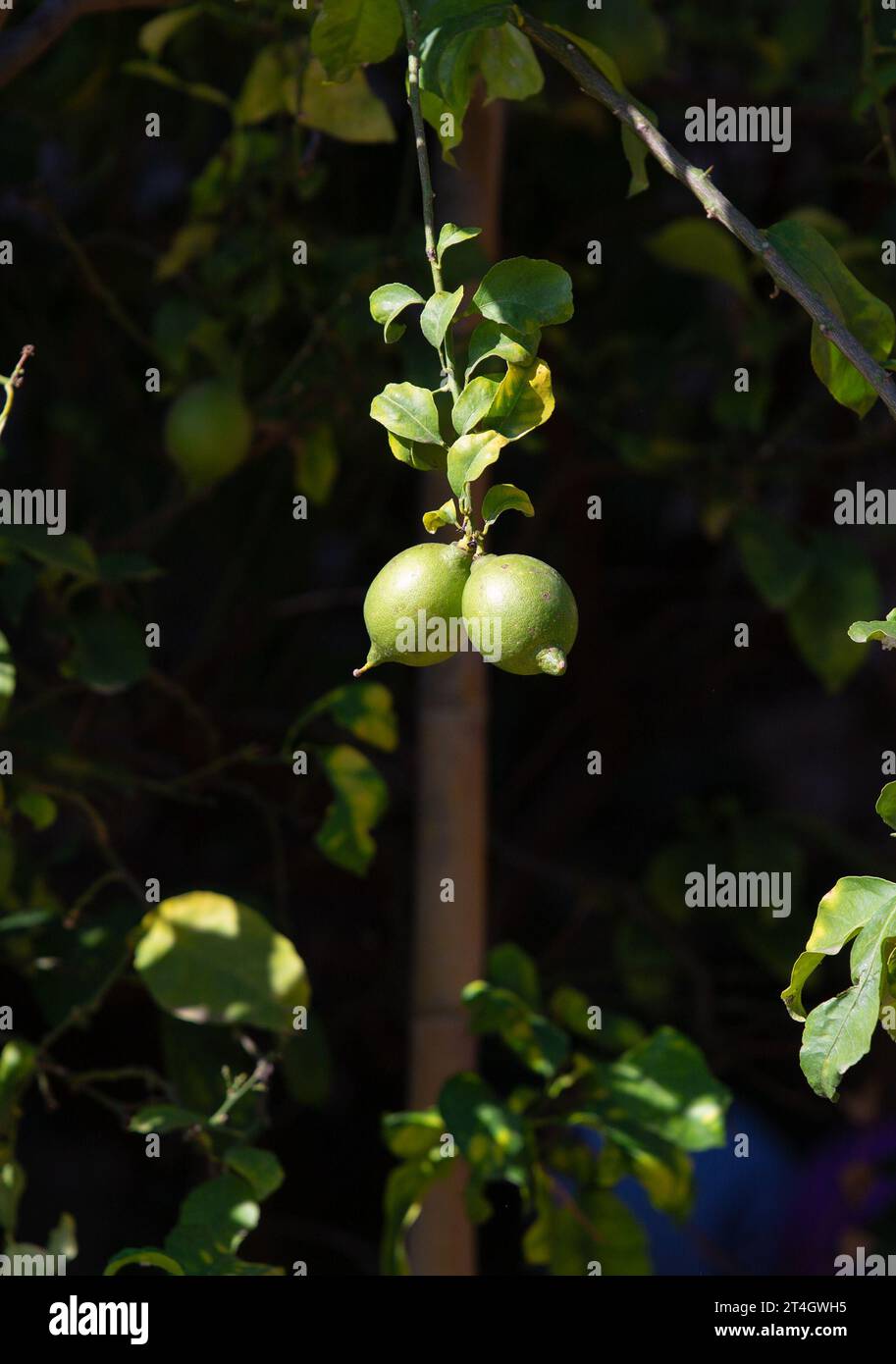 Two green juicy citrus on one brunch of lemon tree. High contrast ...