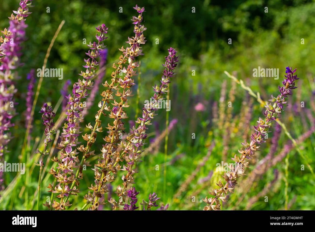Deep violet-blue flowers, Salvia nemorosa Ostfriesland. Tall purple ...