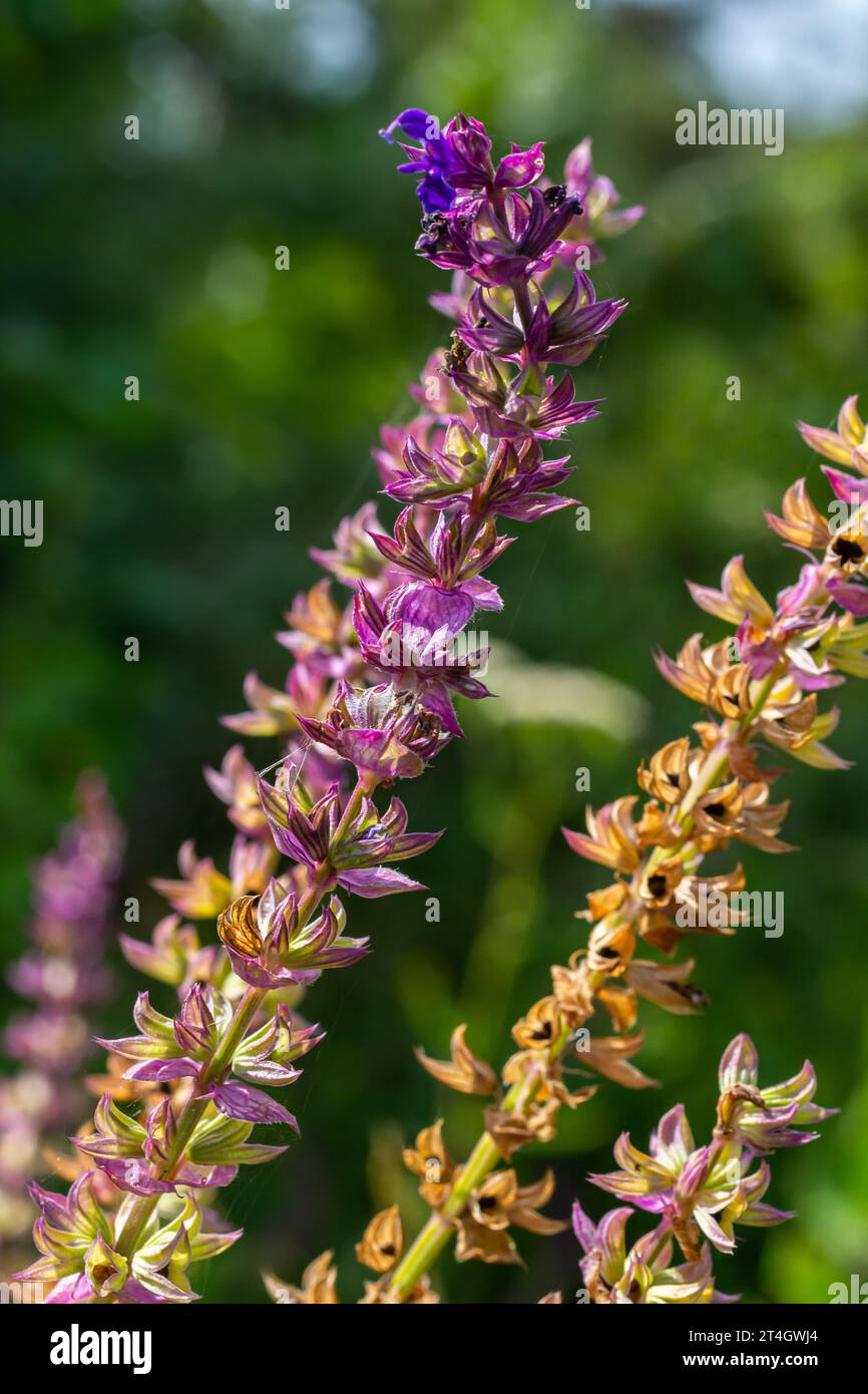 Deep violet-blue flowers, Salvia nemorosa Ostfriesland. Tall purple ...