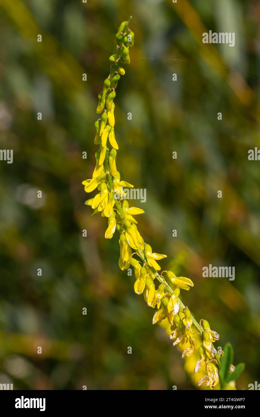 Sweet clover, Melilotus officinalis, is an important medicinal plant ...