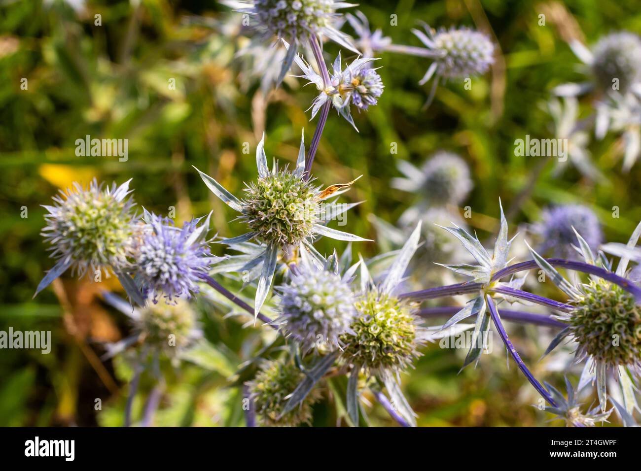 Holly lea hi-res stock photography and images - Alamy