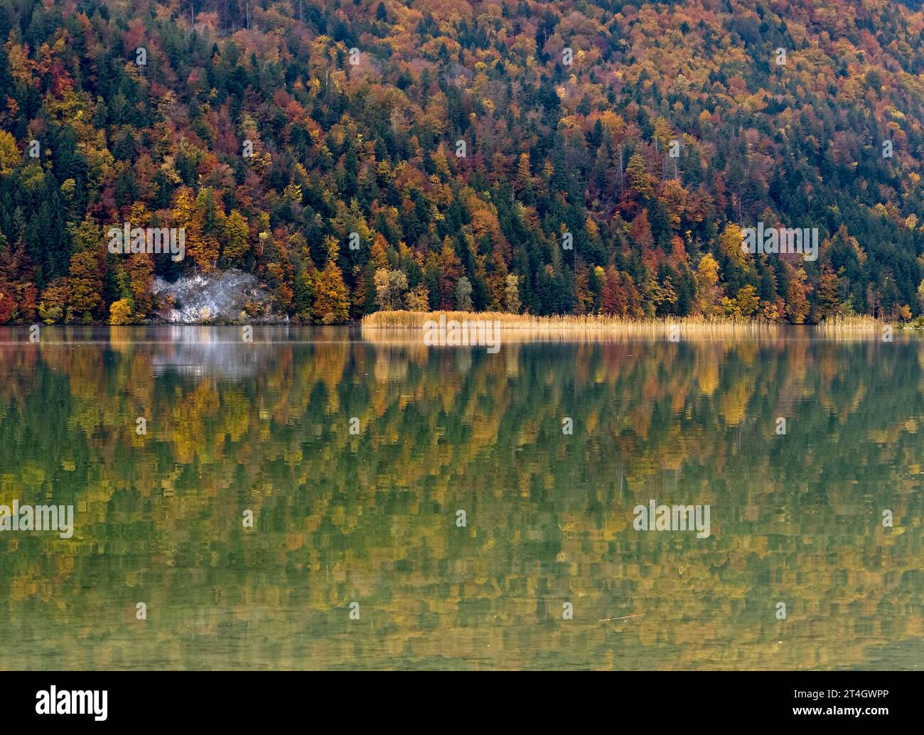 Lake Weissensee surrounded by colorful trees in autumn on Oct 30, 2023 ...