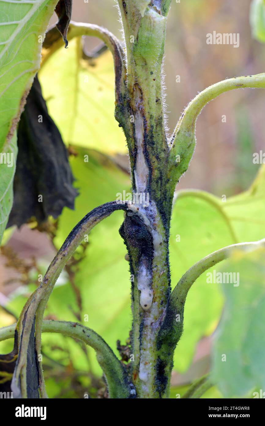 Sunflower plant infected with pathogenic bacteria - Bacterial stalk rot ...