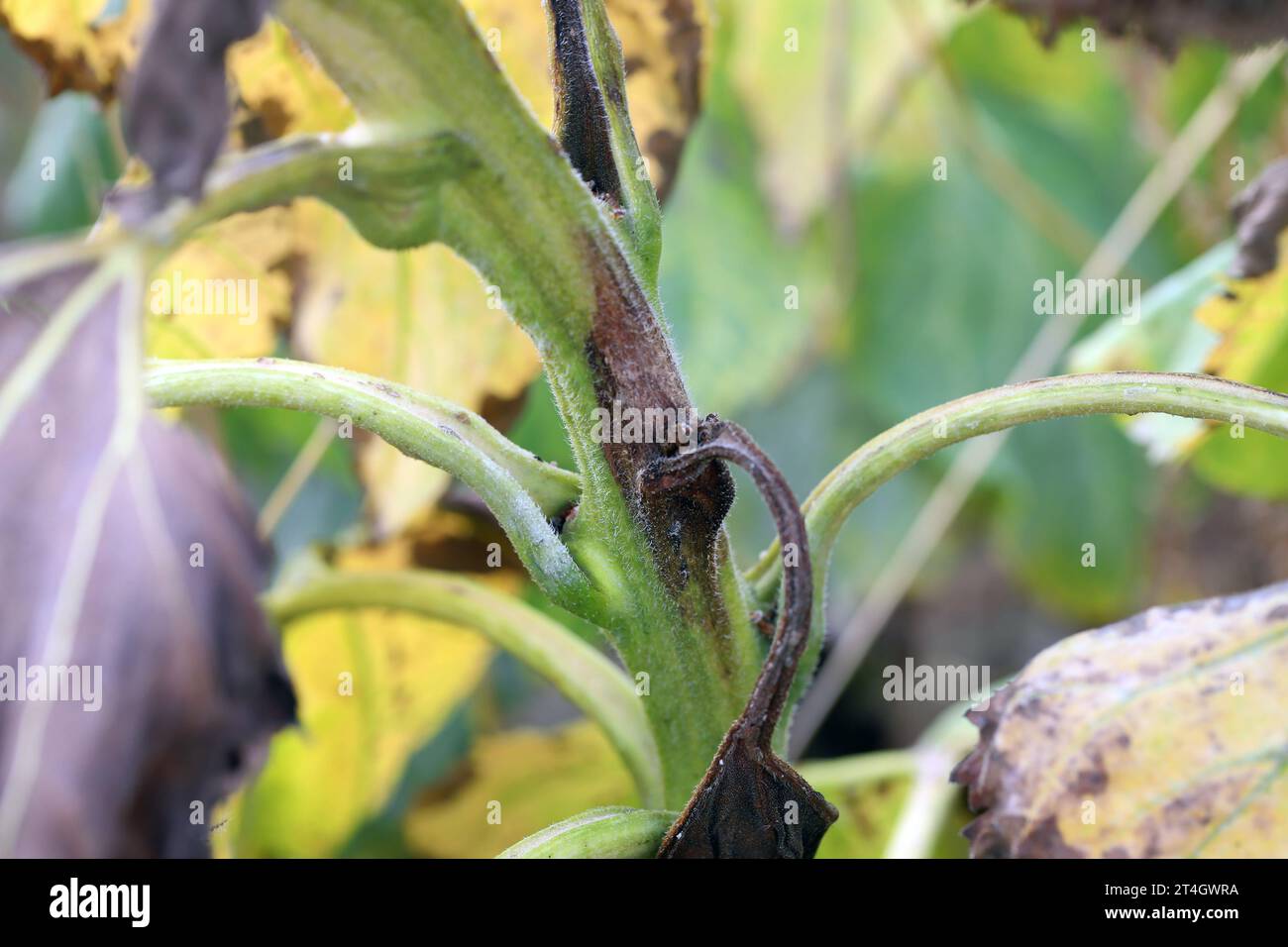Sunflower plant infected with pathogenic bacteria - Bacterial stalk rot ...