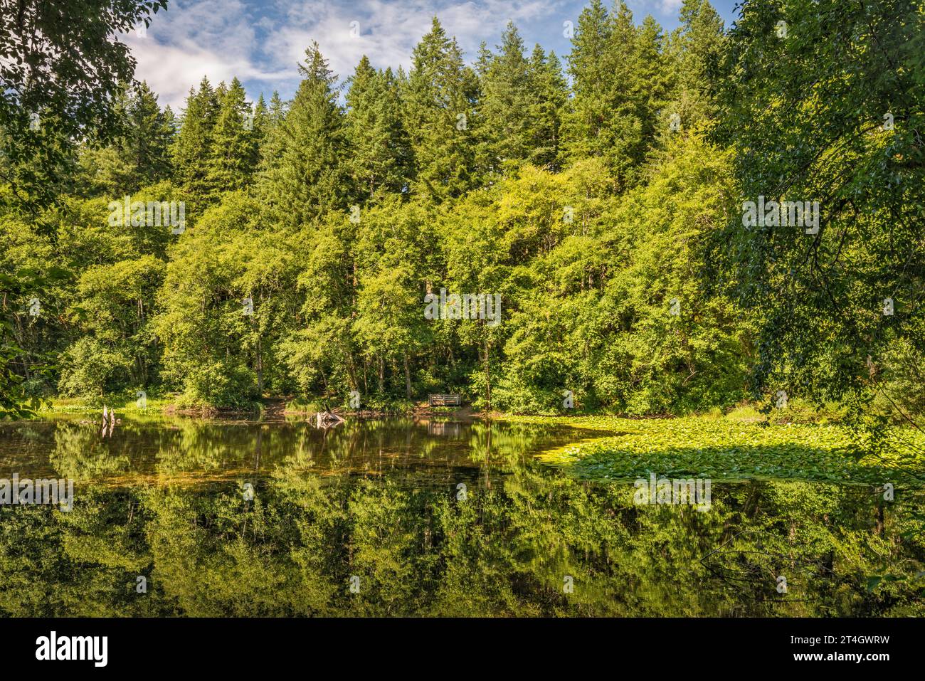 Mixed forest, water lilies at Hebo Lake Campground, early morning ...