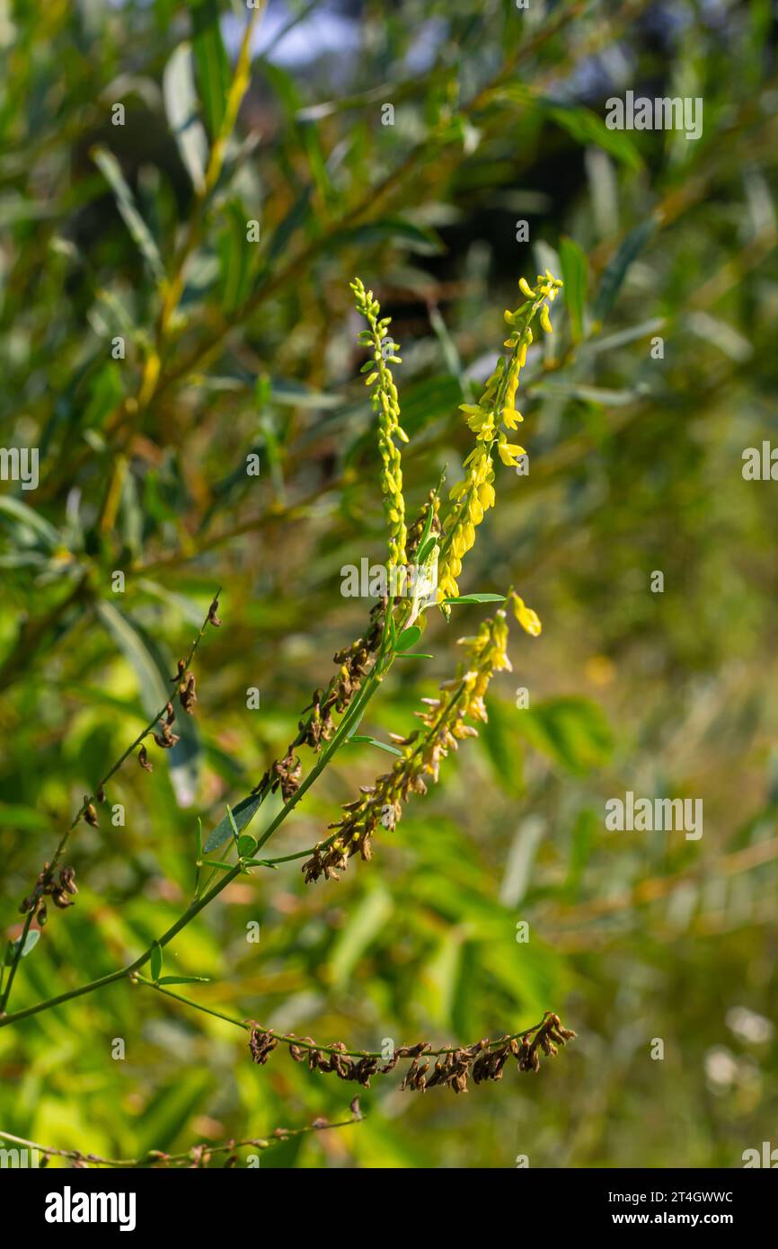 Sweet clover, Melilotus officinalis, is an important medicinal plant ...