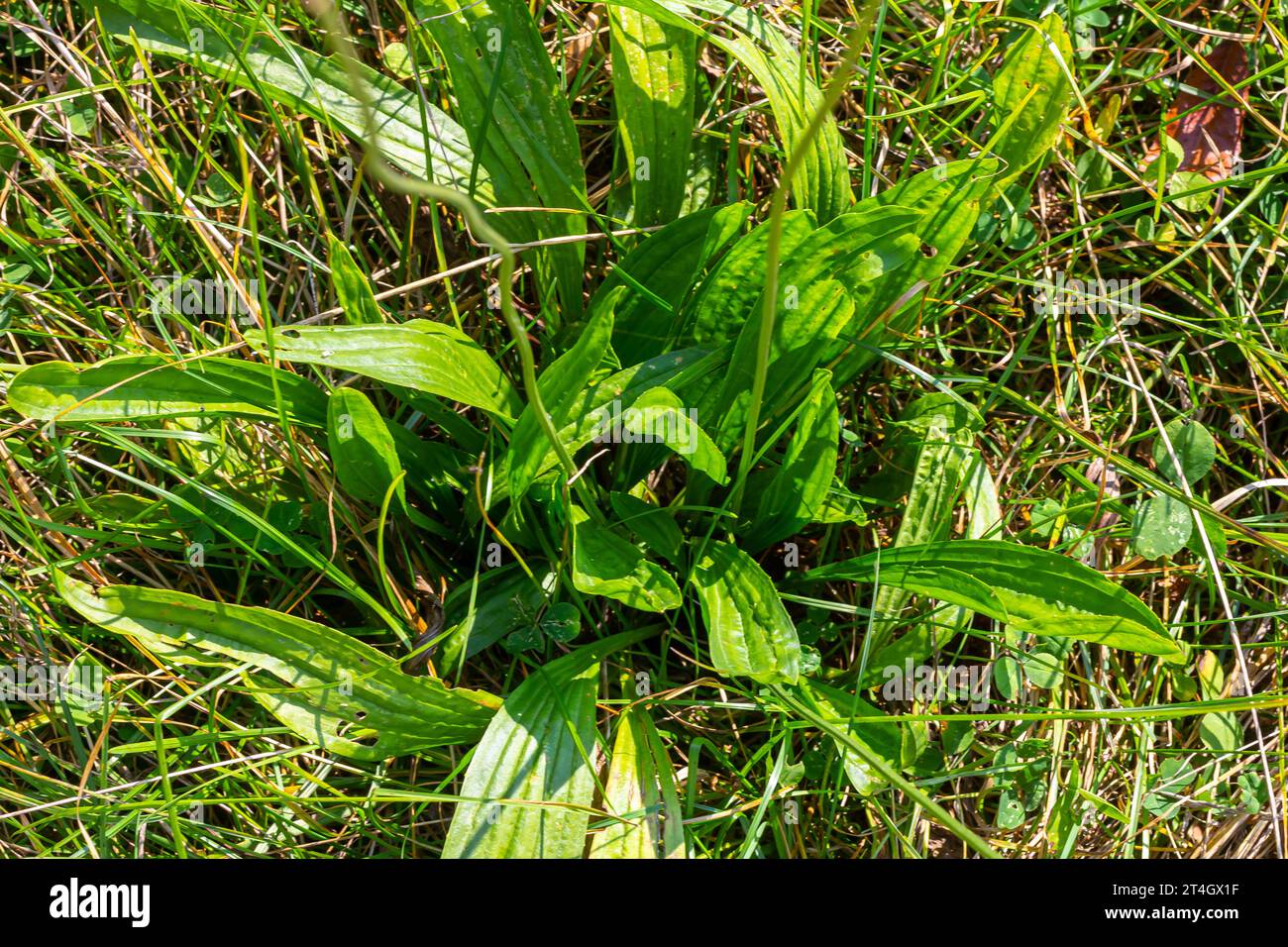 Ribwort plantain Plantago lanceolata. Medicinal plants in the garden ...