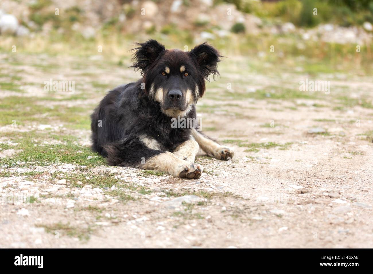 Big mutt dog hi-res stock photography and images - Alamy