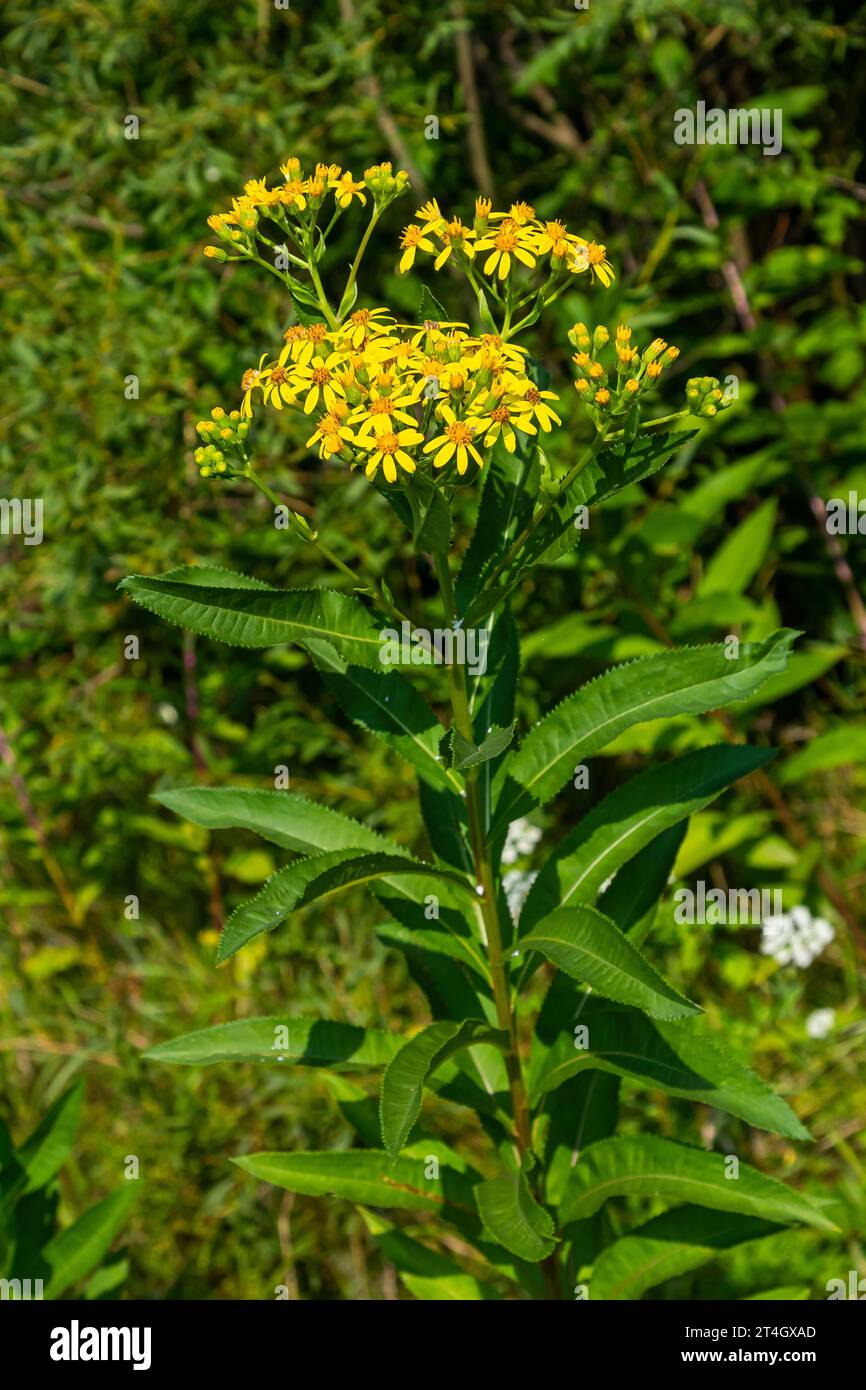 Senecio hydrophilus Nutt. wild yellow flowers, blooming weed plant in ...