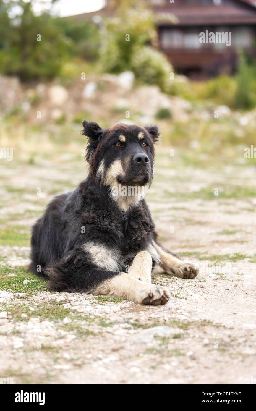 Portrait of large black long haired mutt stray dog, lying down Stock ...