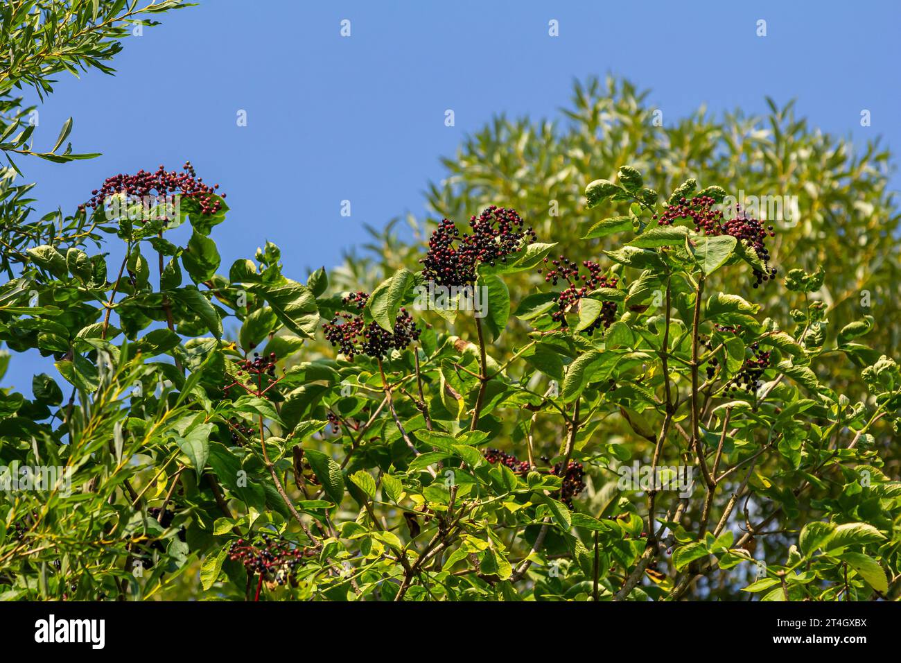 Cluster of purple berries hi-res stock photography and images - Alamy