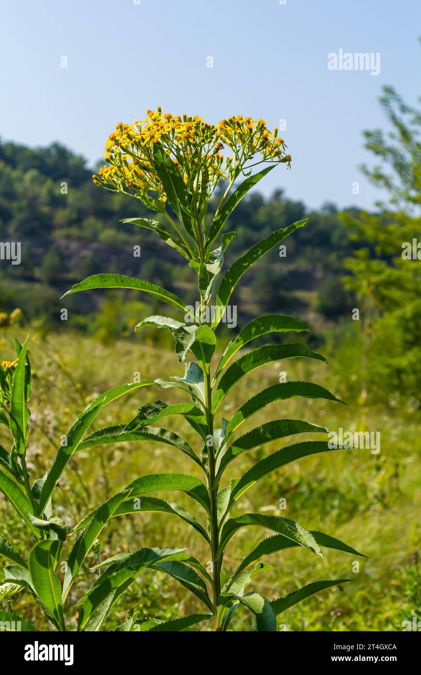 Senecio hydrophilus Nutt. wild yellow flowers, blooming weed plant in ...