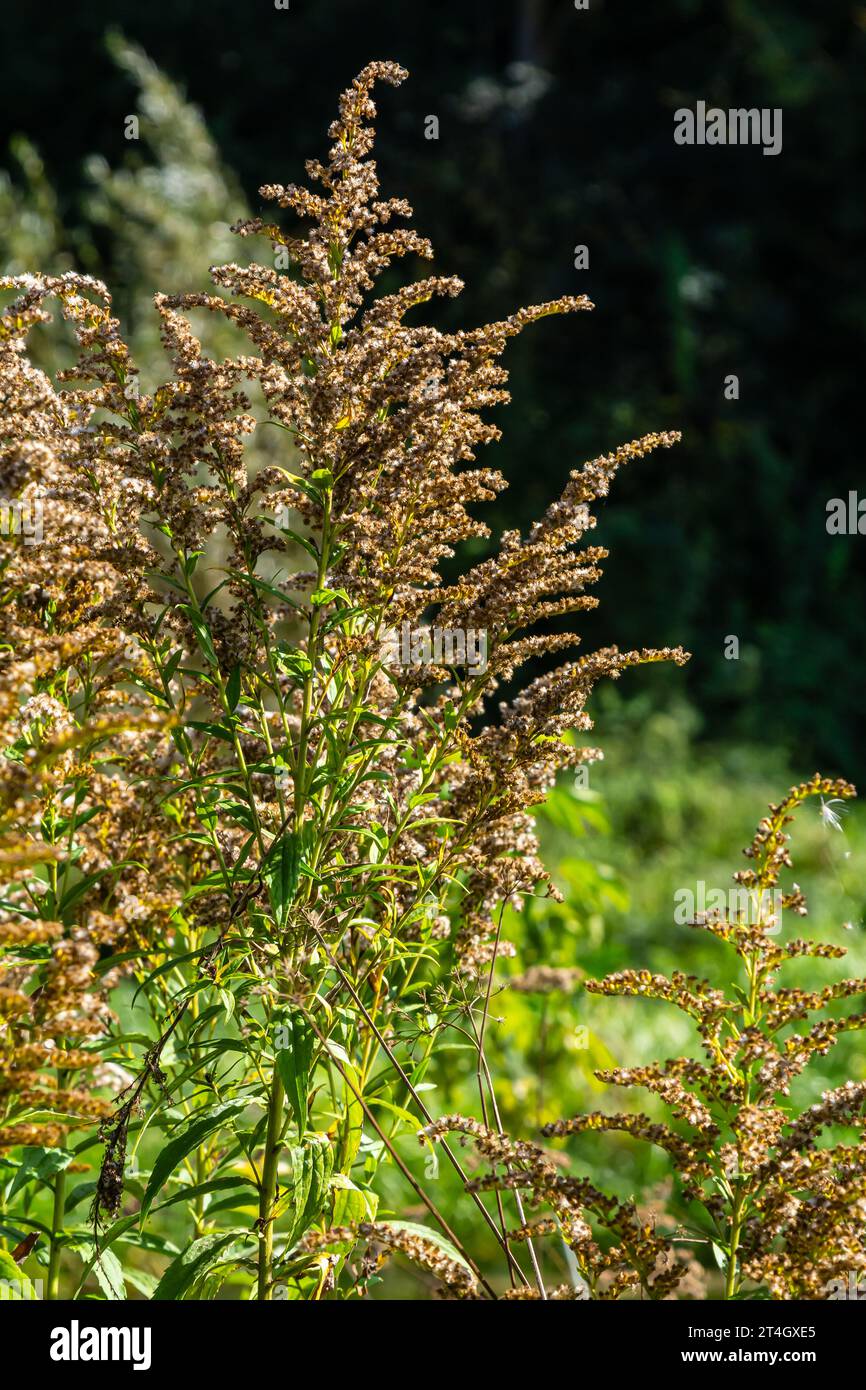 The wild flowers of Solidago altissima in autumn Stock Photo - Alamy