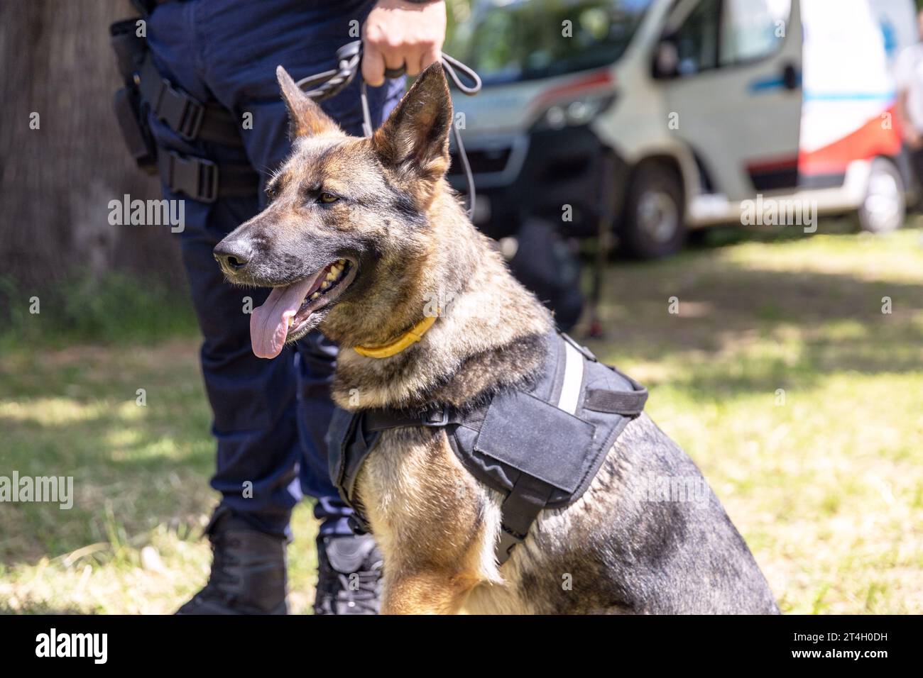 Police officer in uniform on duty with a K9 canine German shepherd police dog Stock Photo - Alamy